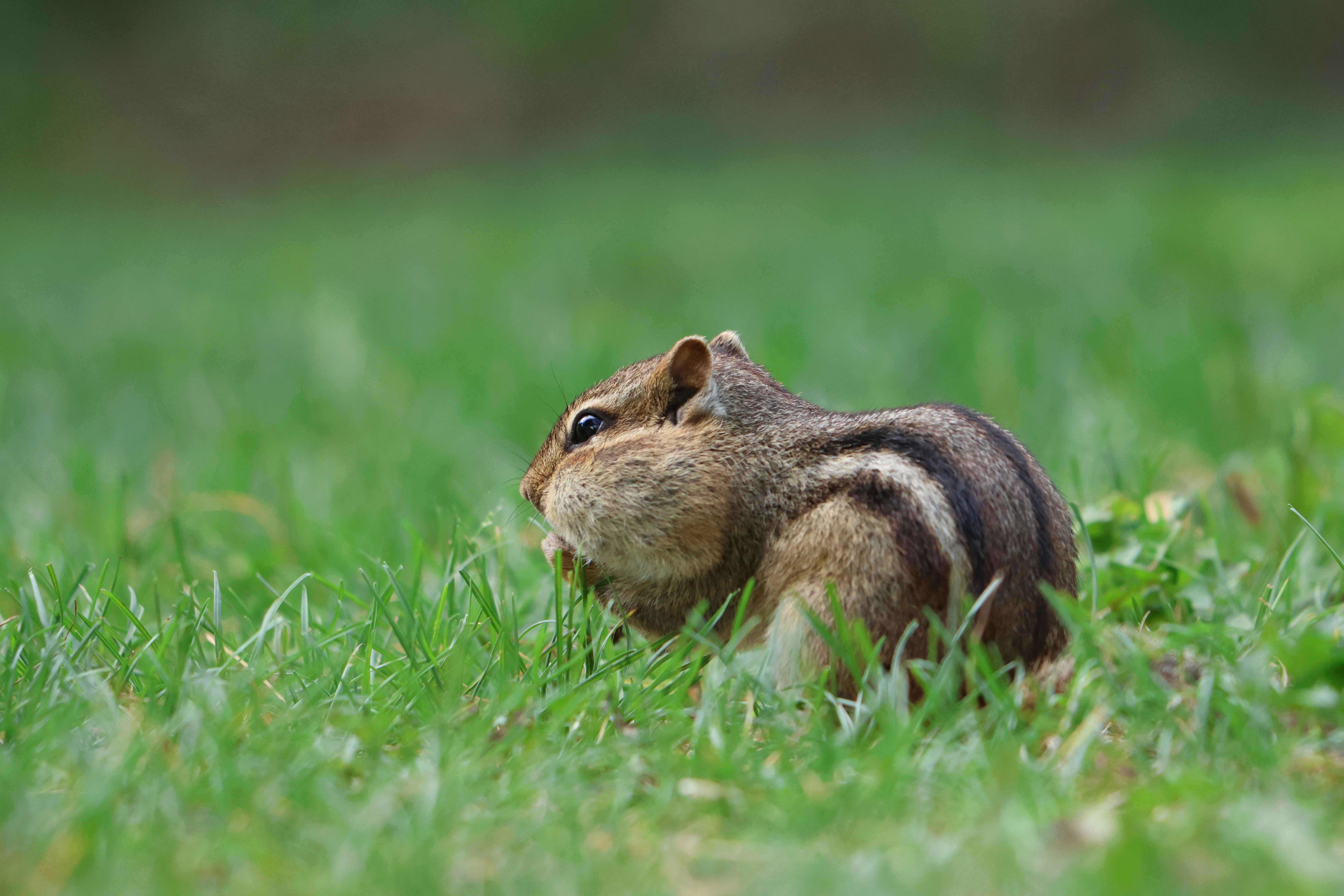 Chipmunk in Focus: A Low Grass Stroll