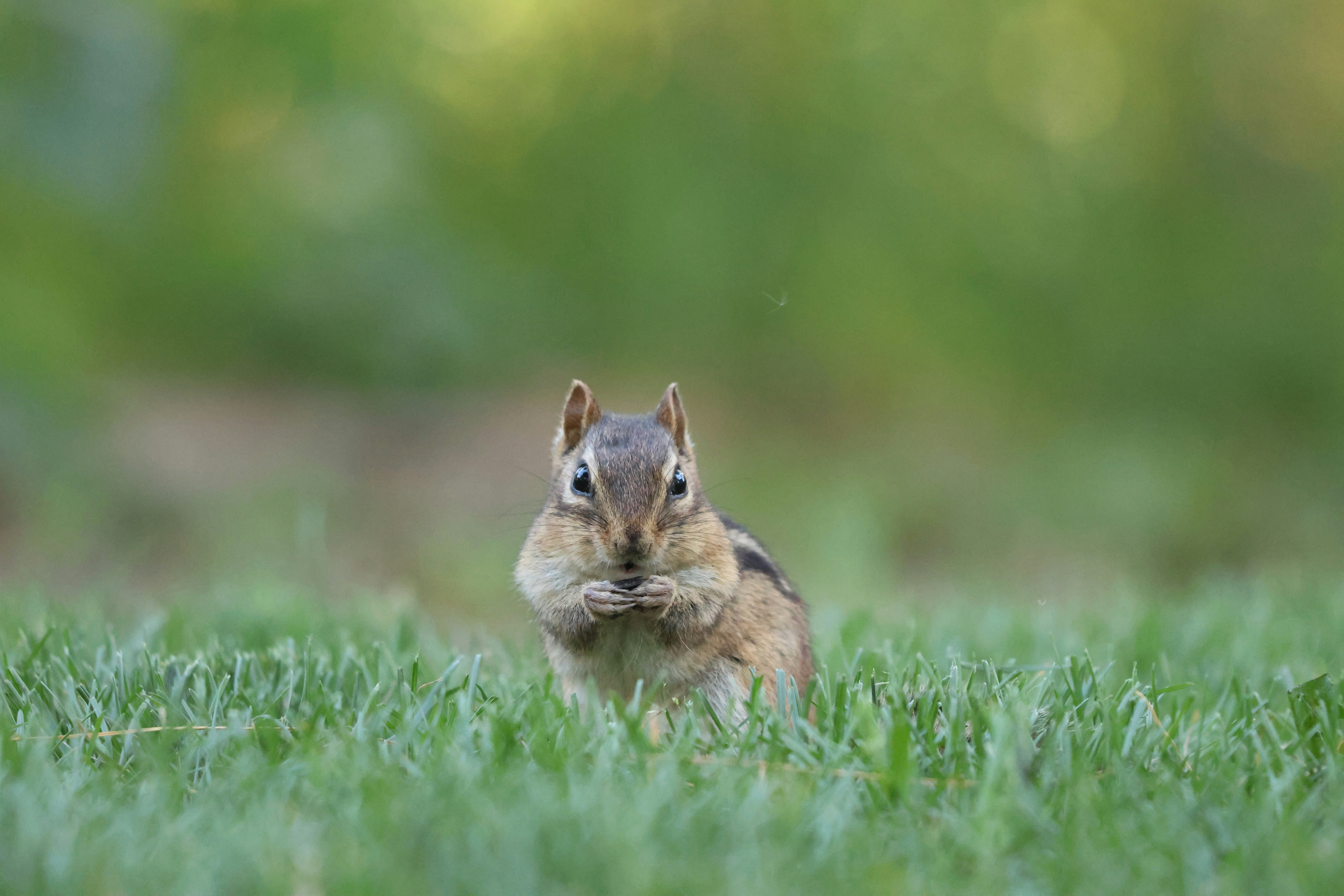 Squirrel in a Quiet Meadow Moment