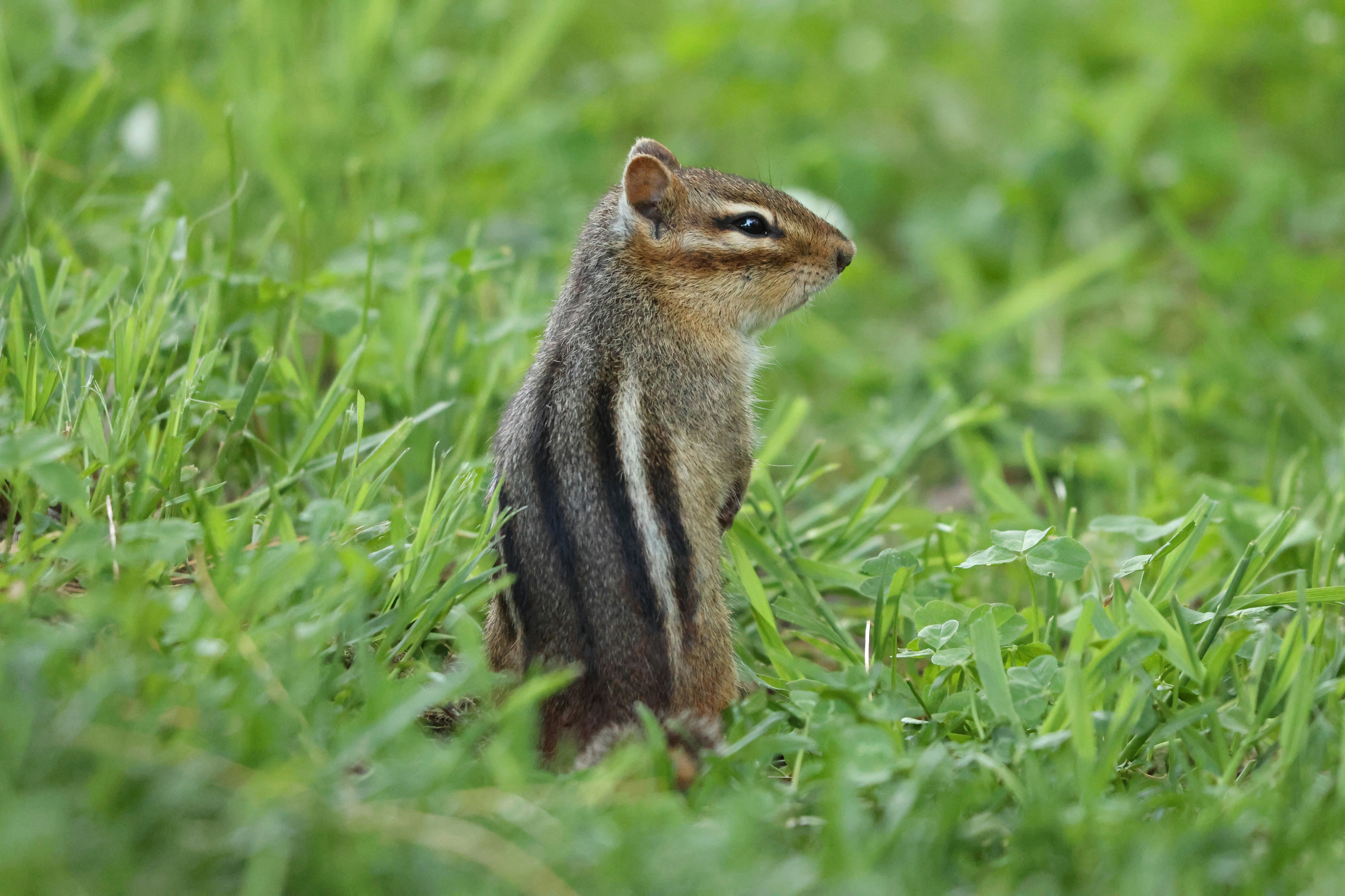 A Chipmunk standing upright in green grass