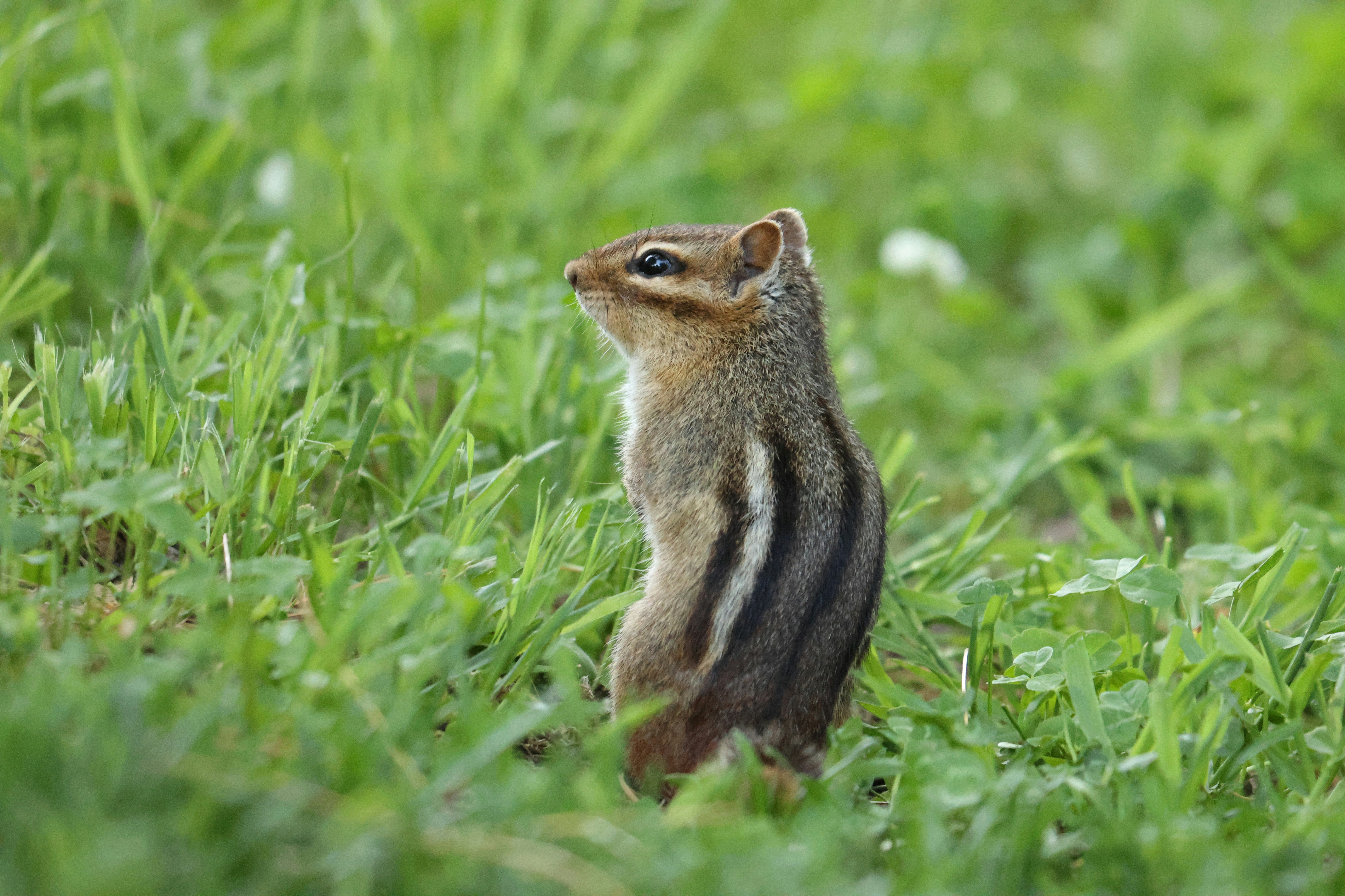 Sentry in the Grass: A Chipmunk-Like Squirrel Pauses Amid Green Carpets
