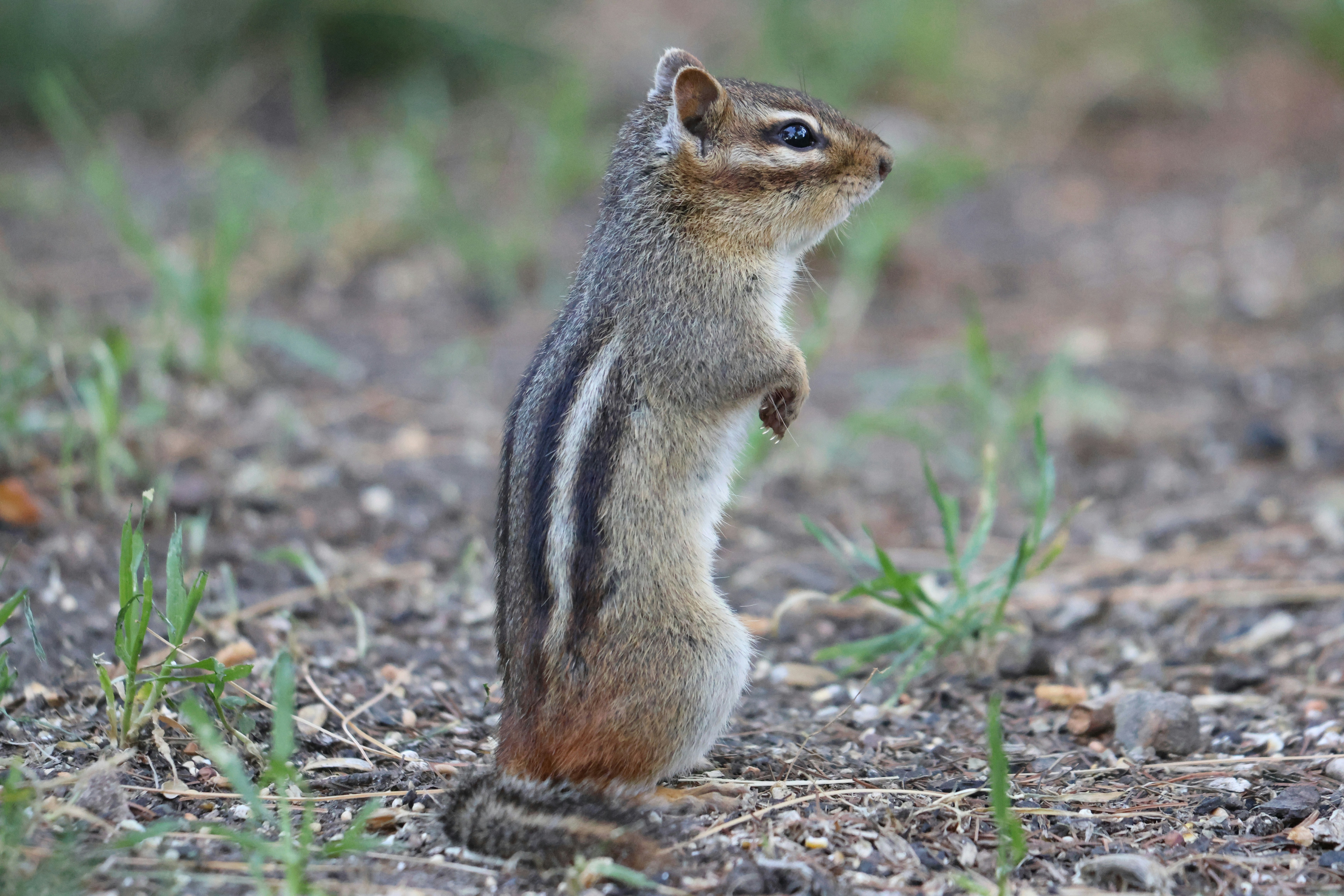A Chipmunk standing upright in patchy green grass