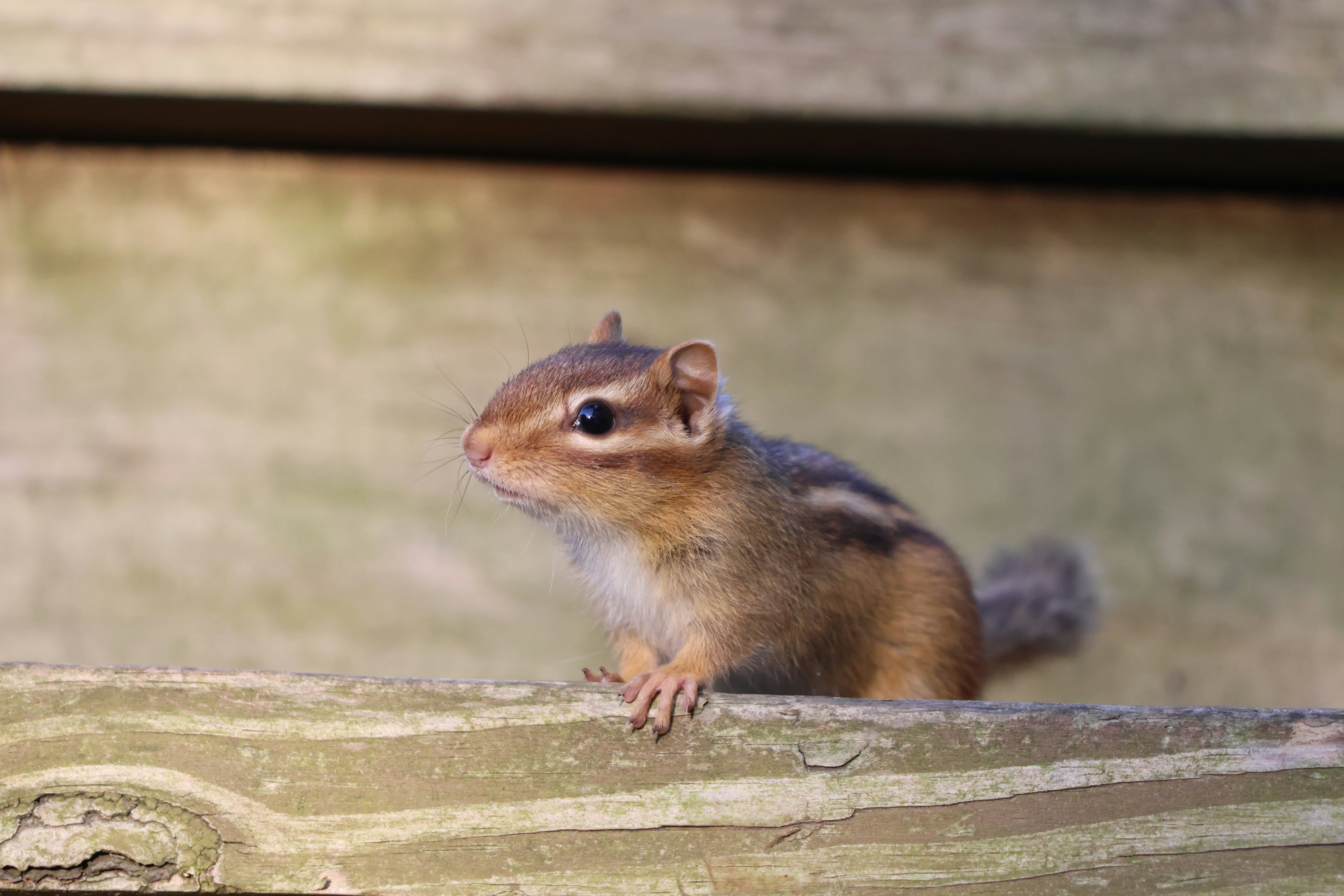 Curious Chipmunk Perched on Weathered Wood