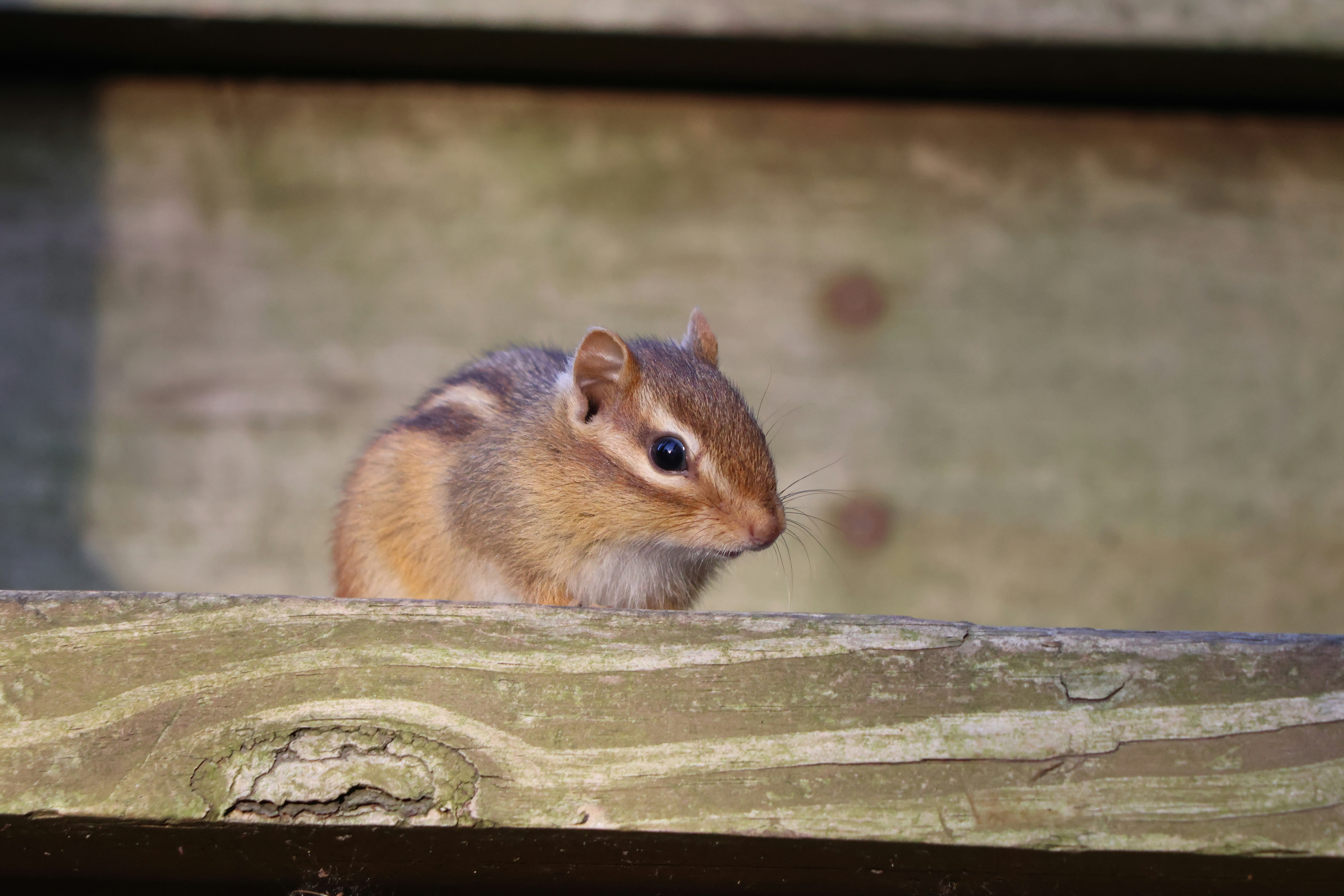 Squirrel on a wooden ledge: a quiet moment at eye level