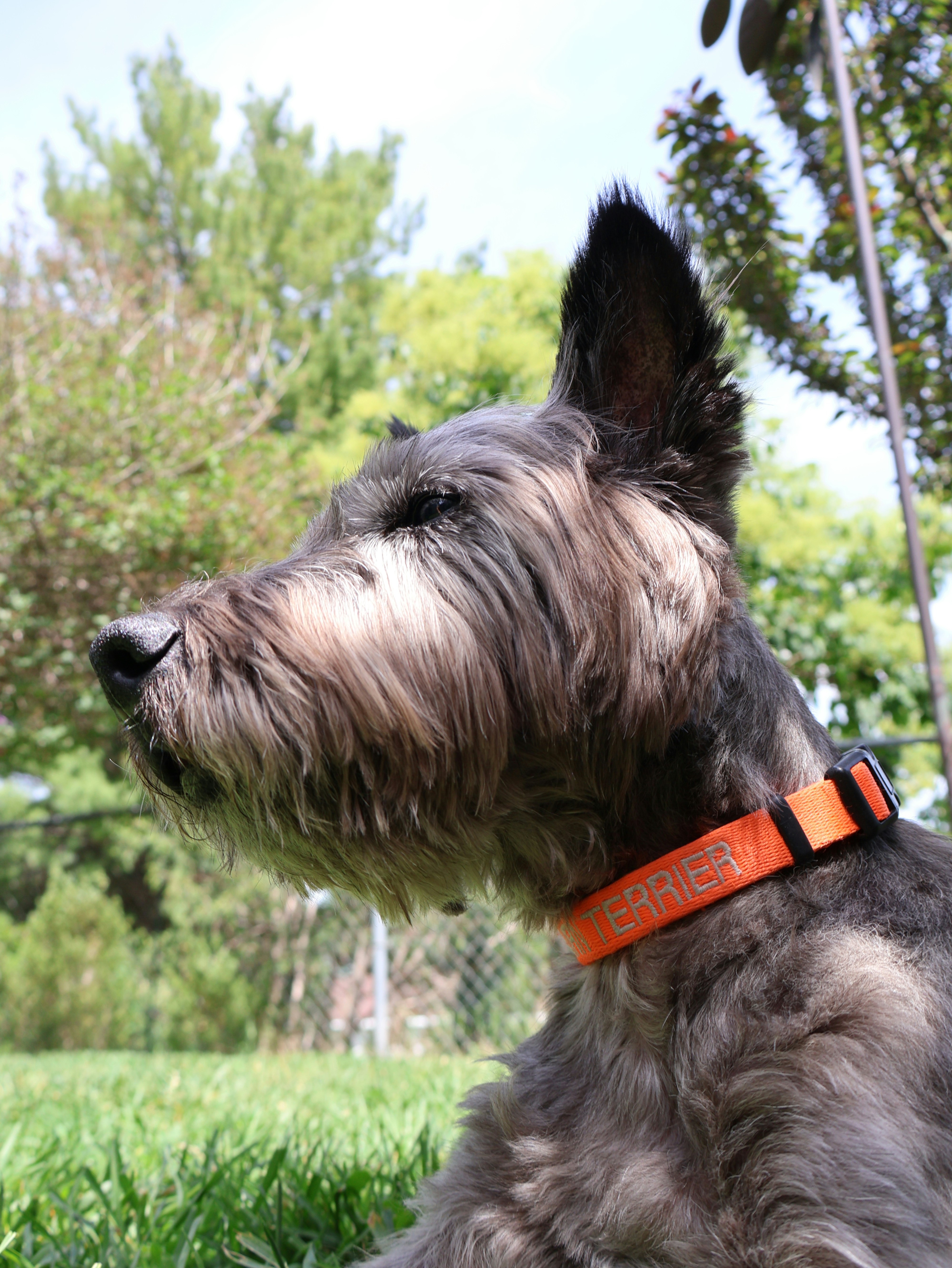 Close-up of a Schnauzer in the Park: Orange Collar and Focused Gaze