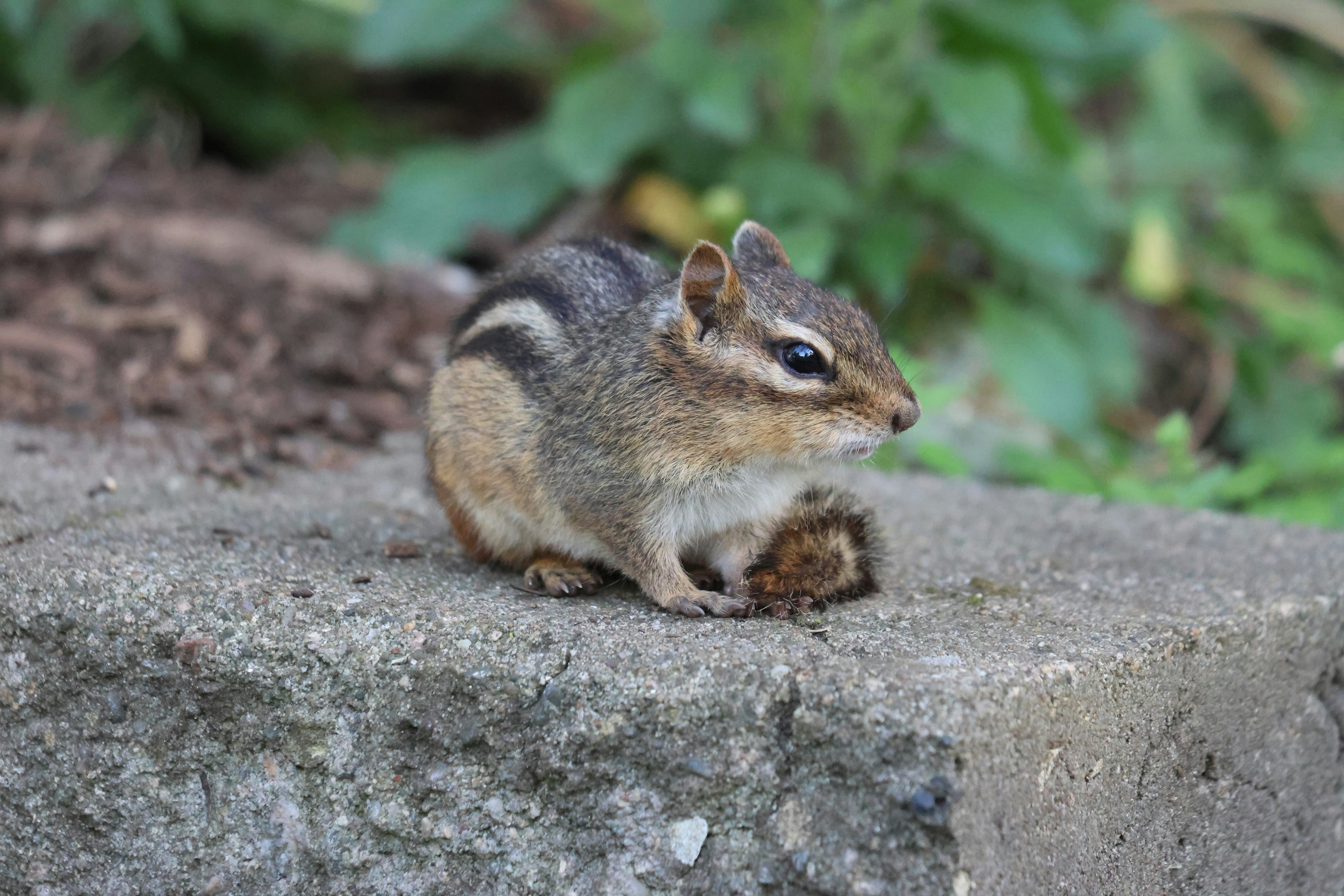 Chipmunk on a Mossy Concrete Bench in Garden Clutter
