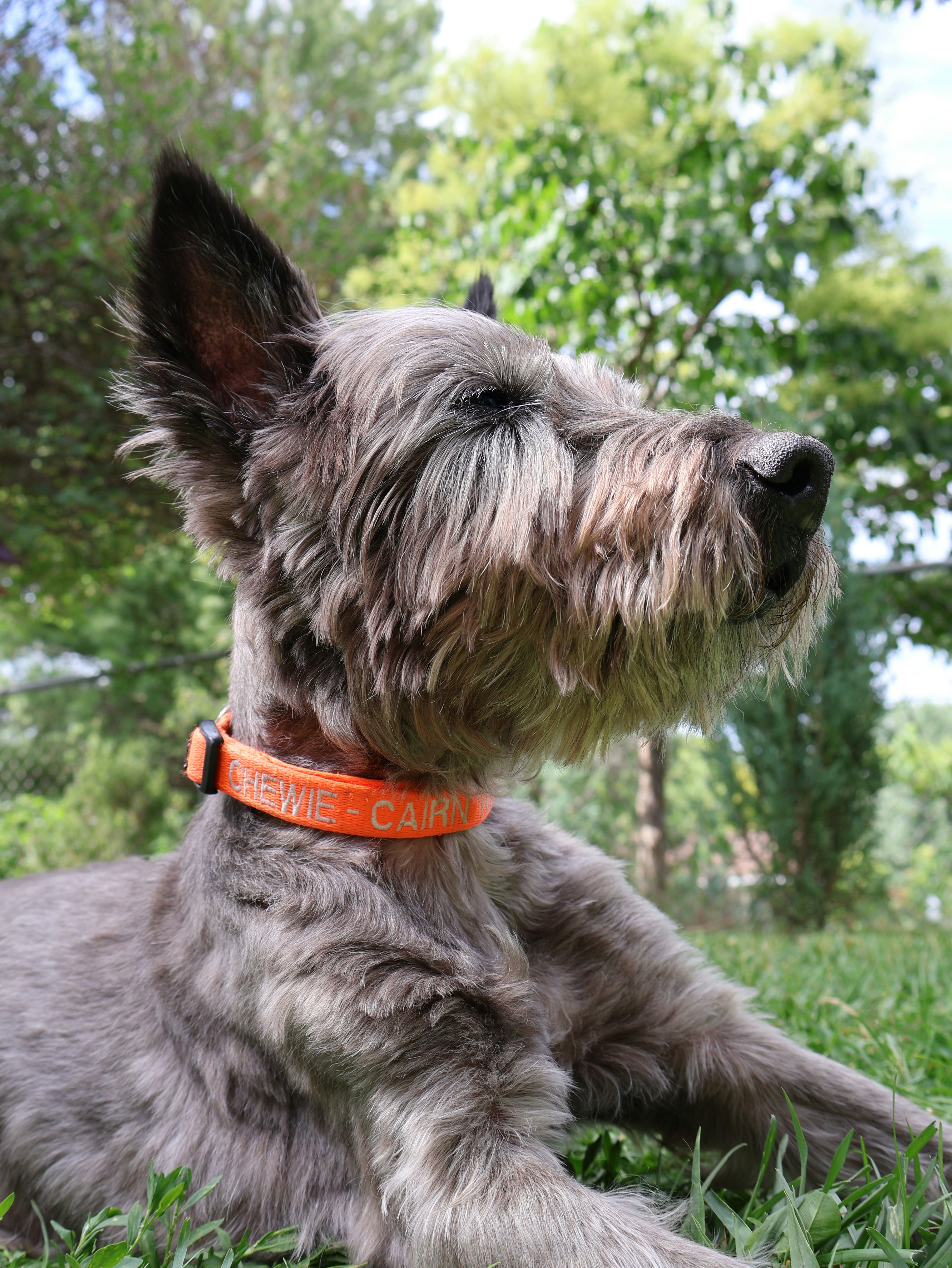 Profile of a Cairn Terrier in a Sunlit Park