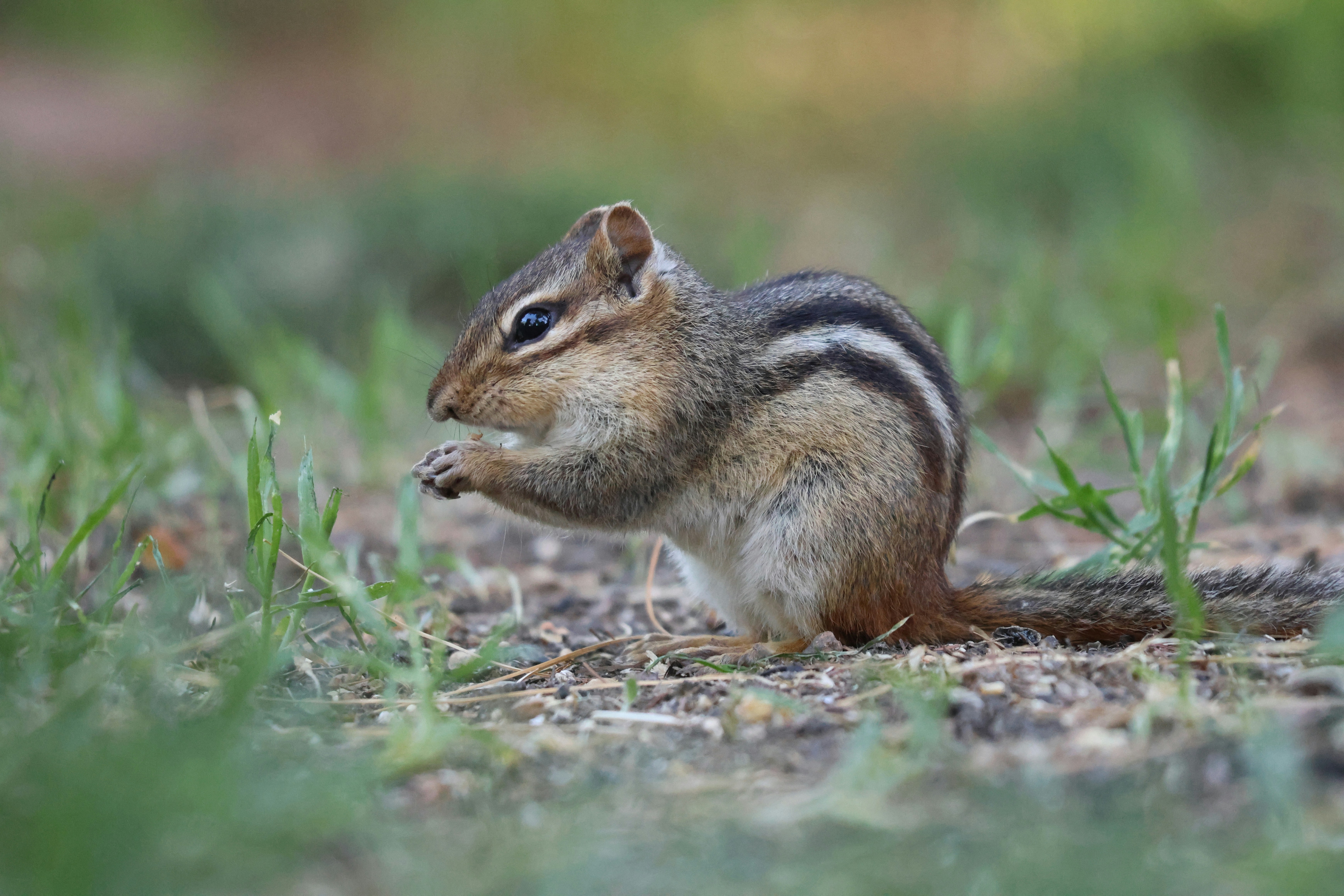 Chipmunk on the Ground, Framed by Grass