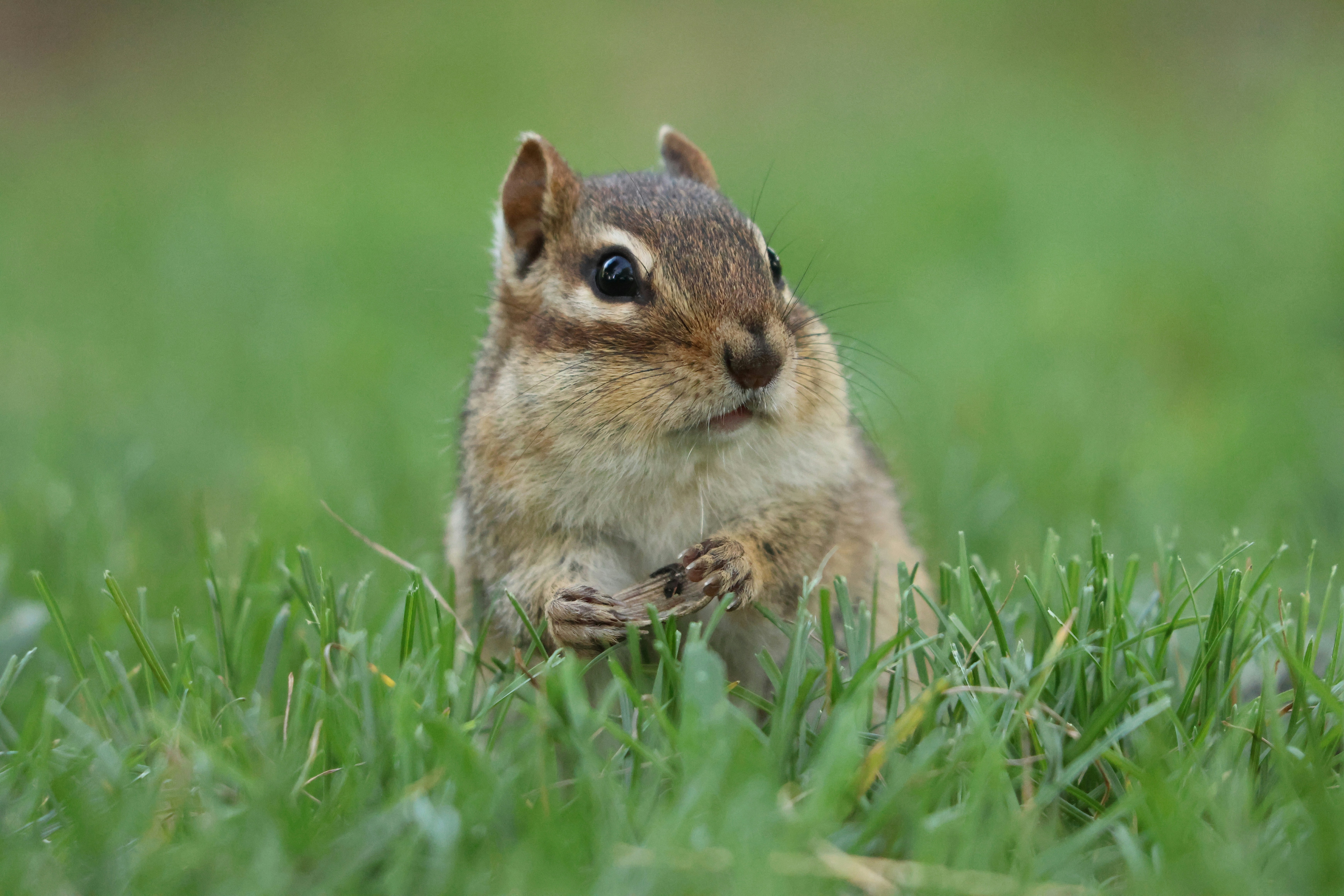 Curious Ground Squirrel Alert in Fresh Green Light