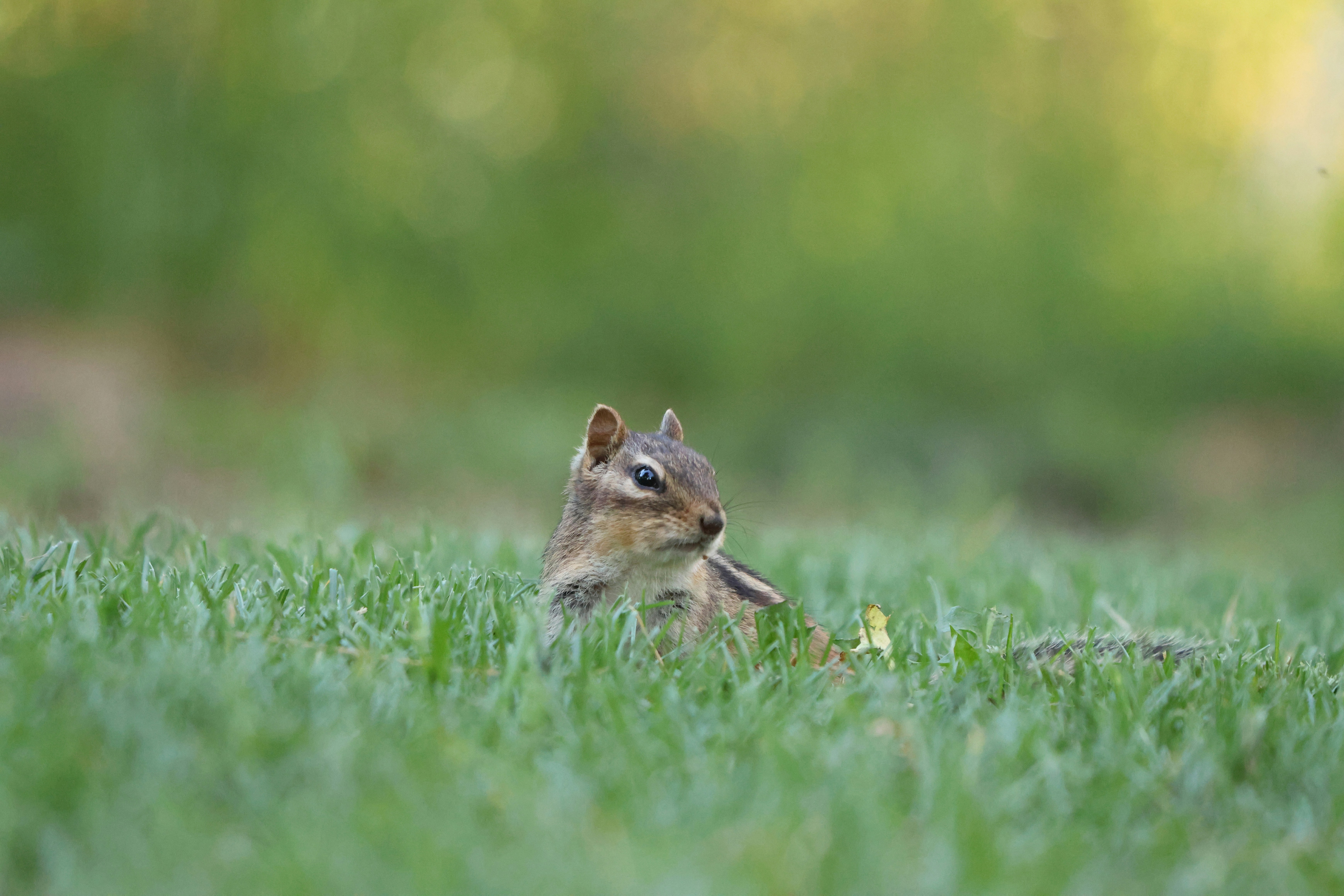 A Chipmunk looking out from short green grass