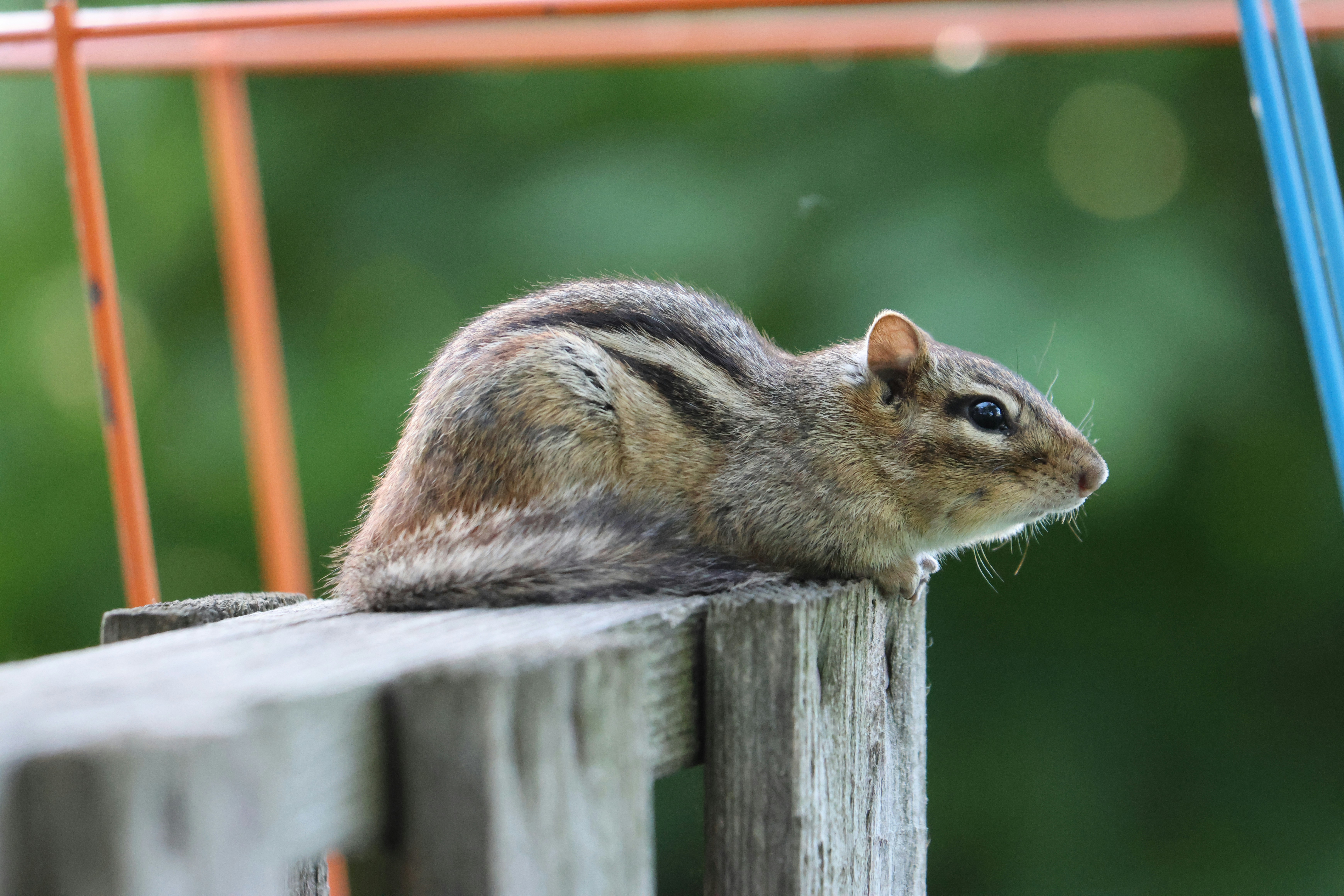 Chipmunk on a Weathered Fence: A Moment of Quiet Exploration