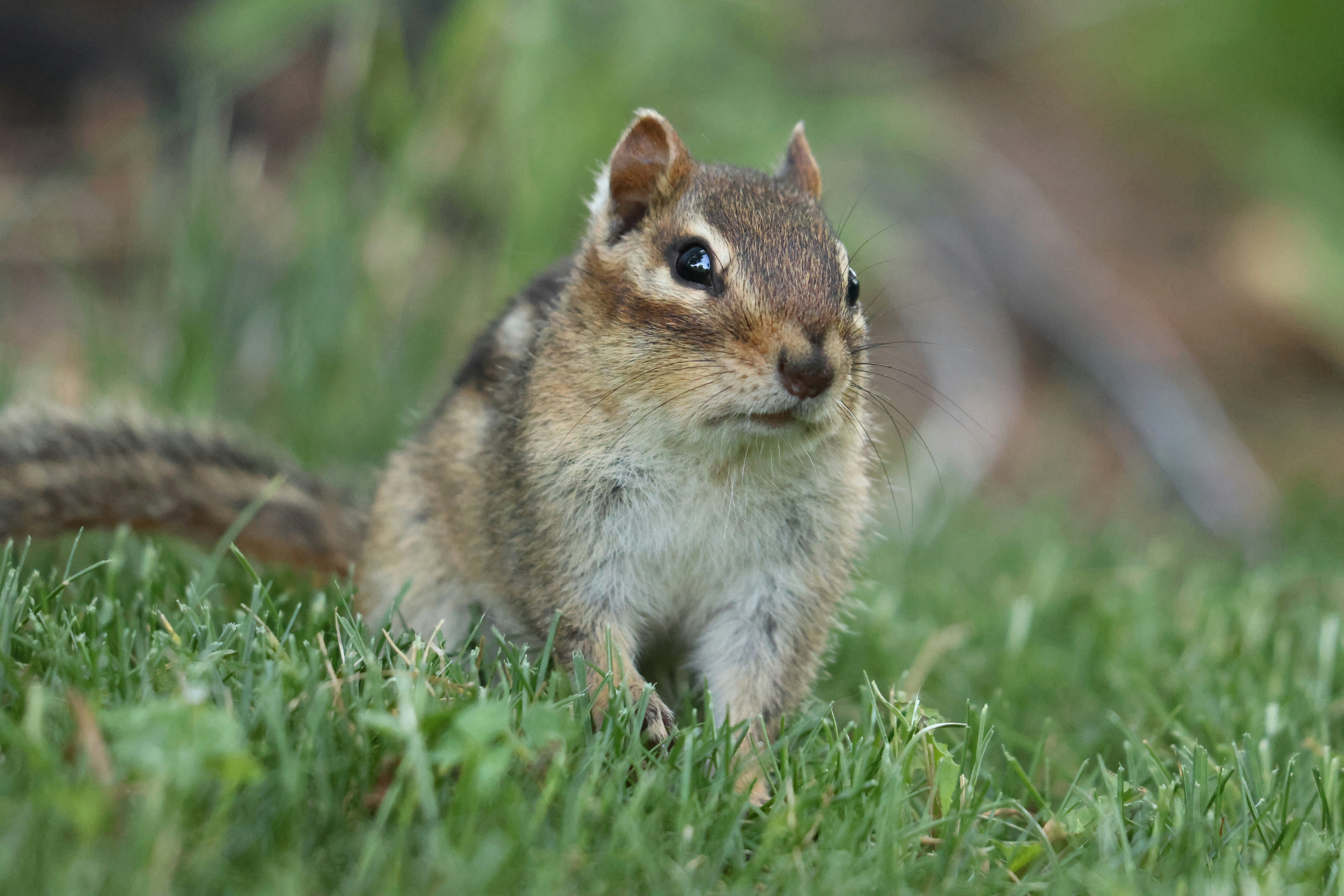 Sly Squirrel on Spring Grass