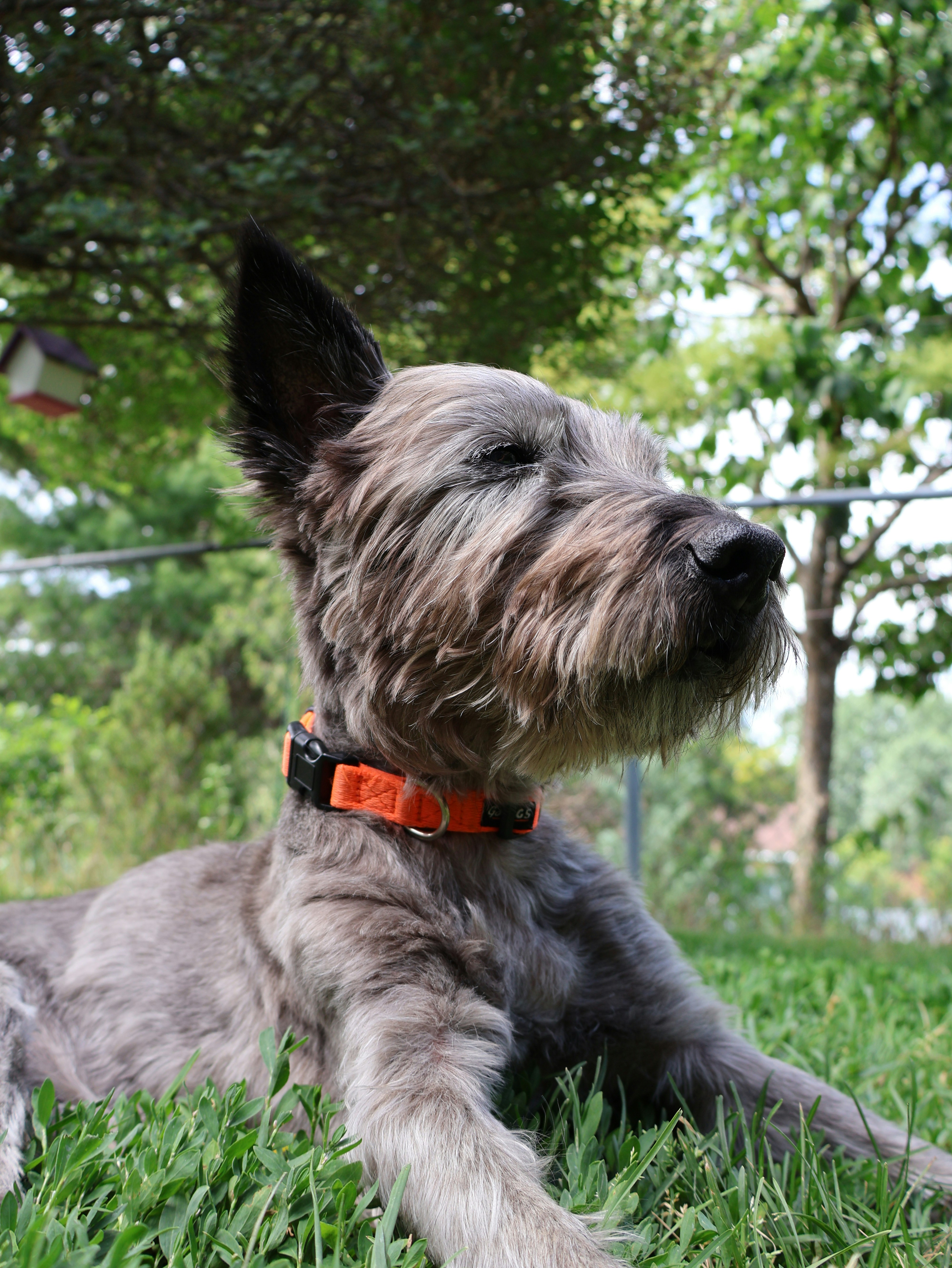 Gentle Stop in the Grass: A Snoozy Schnauzer in the Park