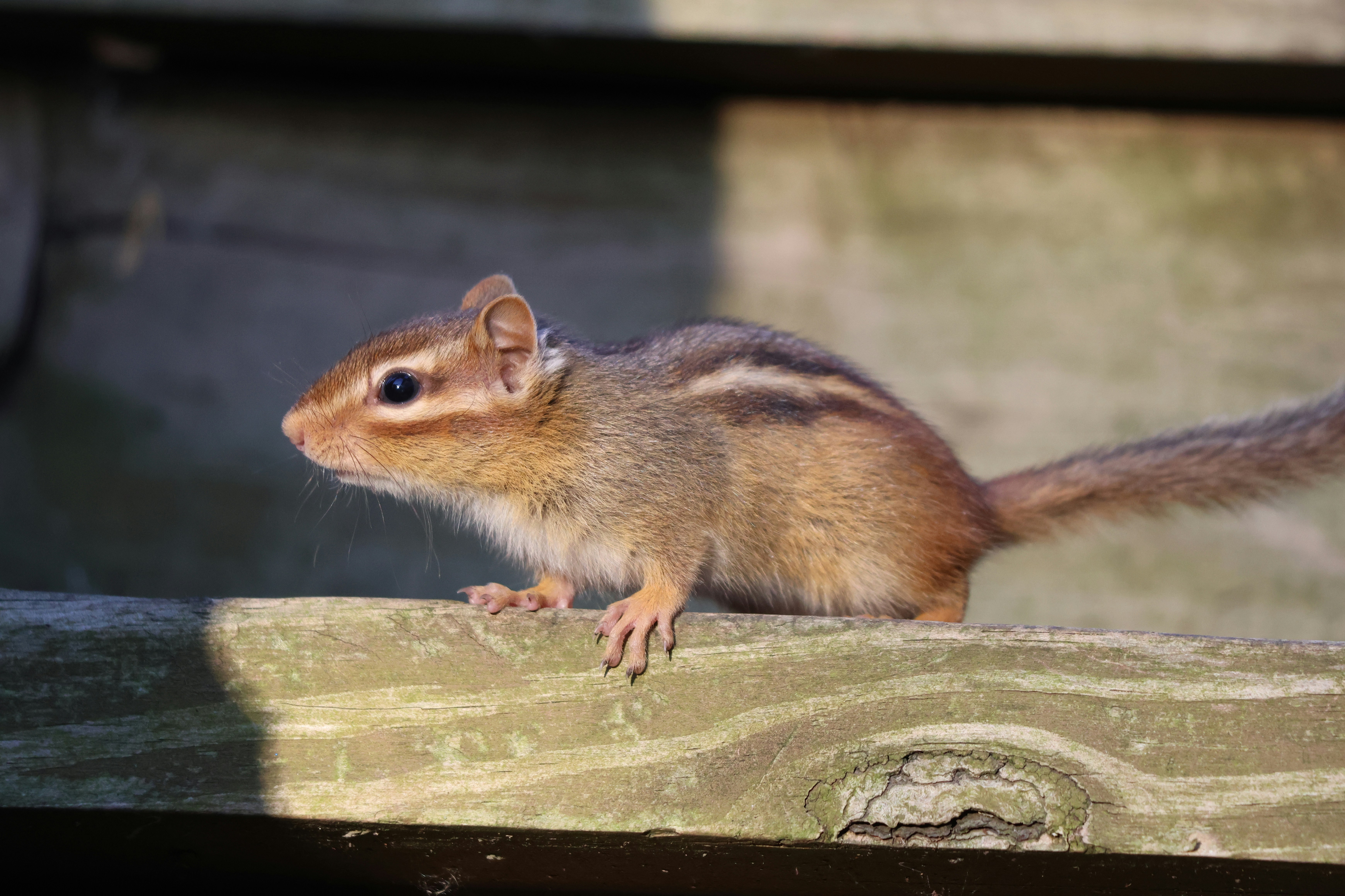 Squirrel on a sunlit wooden rail