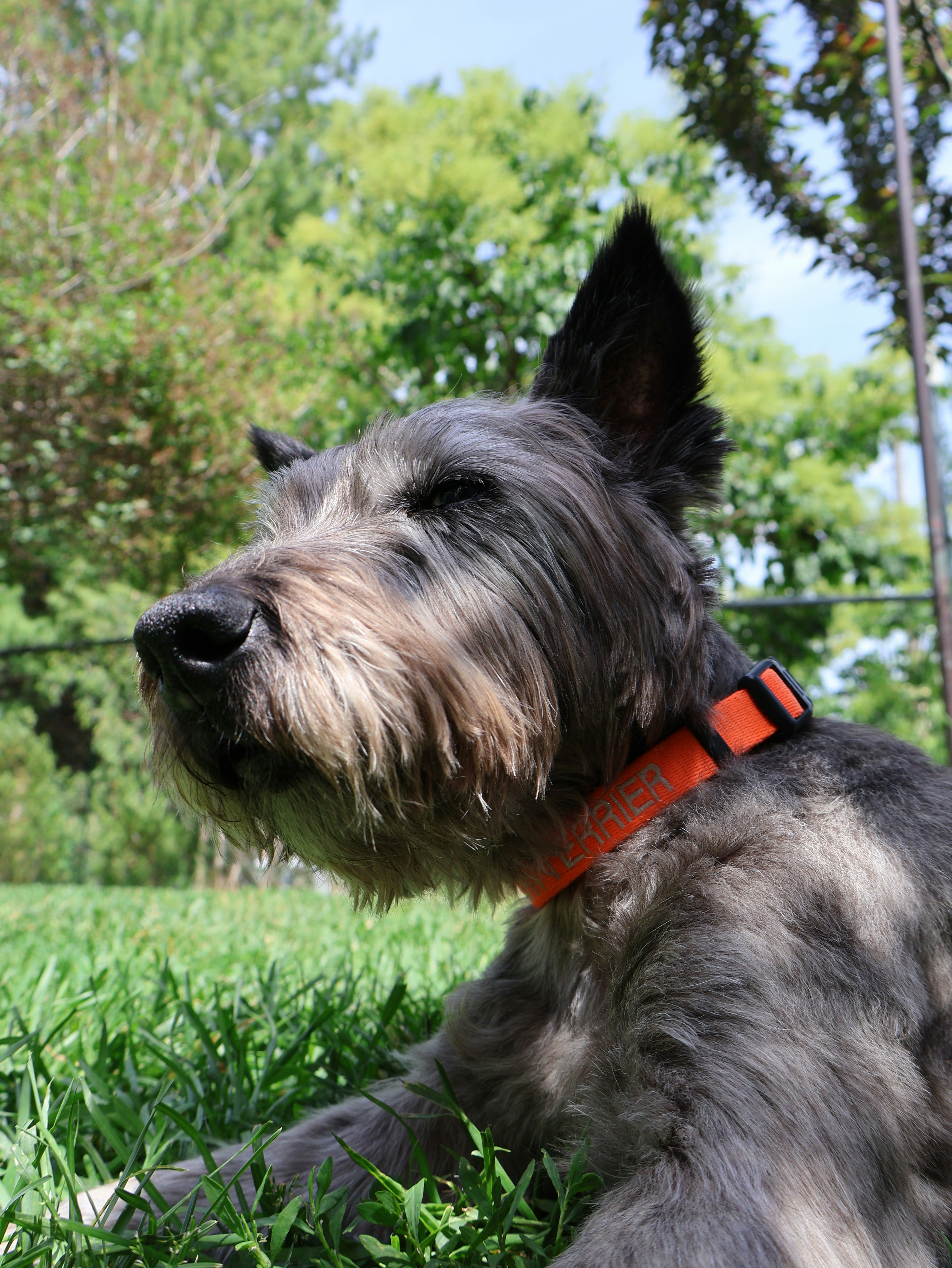 Sunlit Schnauzer in the Park: Close Up of a Beaming Breeze