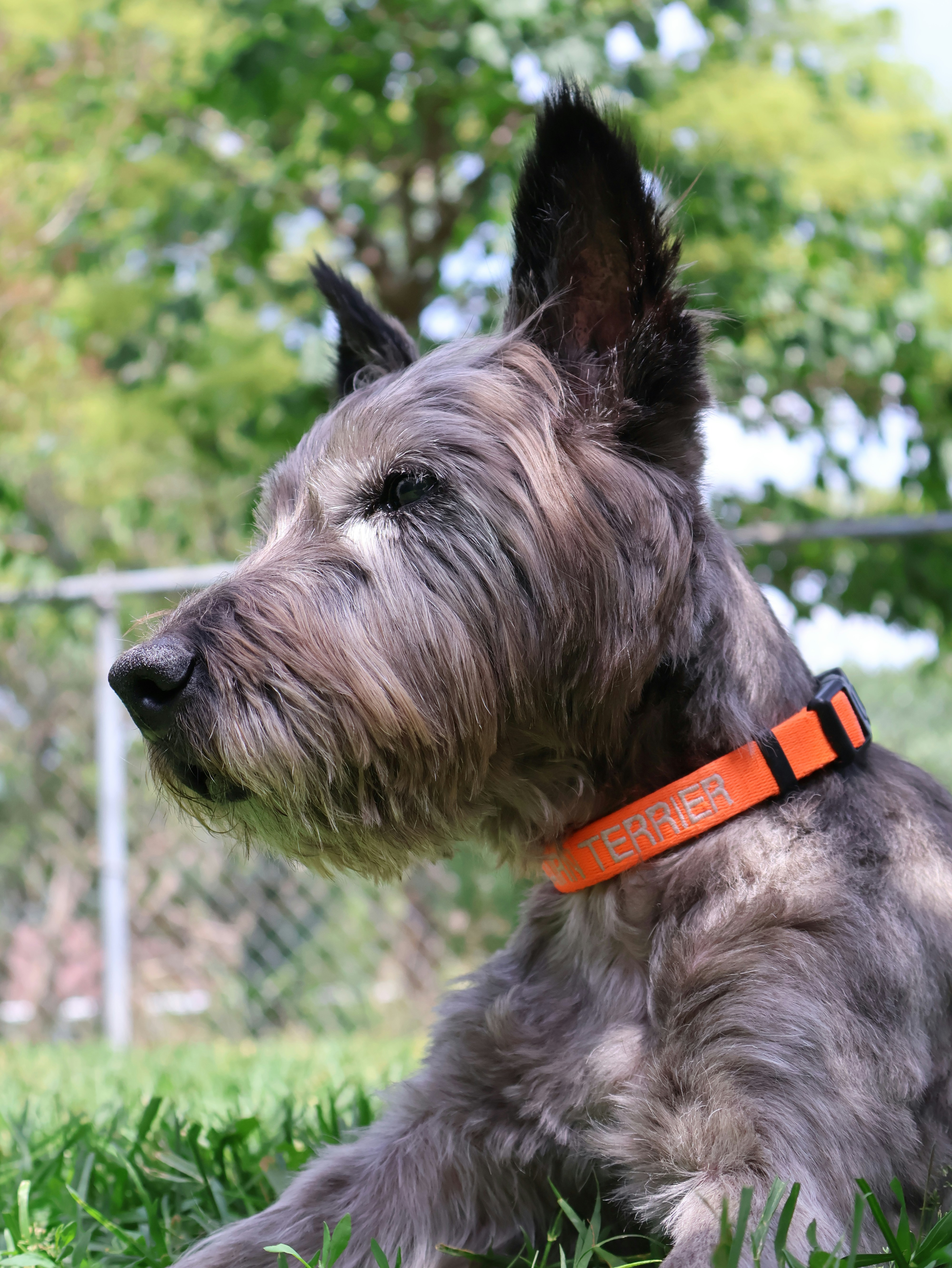 Guardian in the Grass: A Guardian Terrier in Quiet Focus