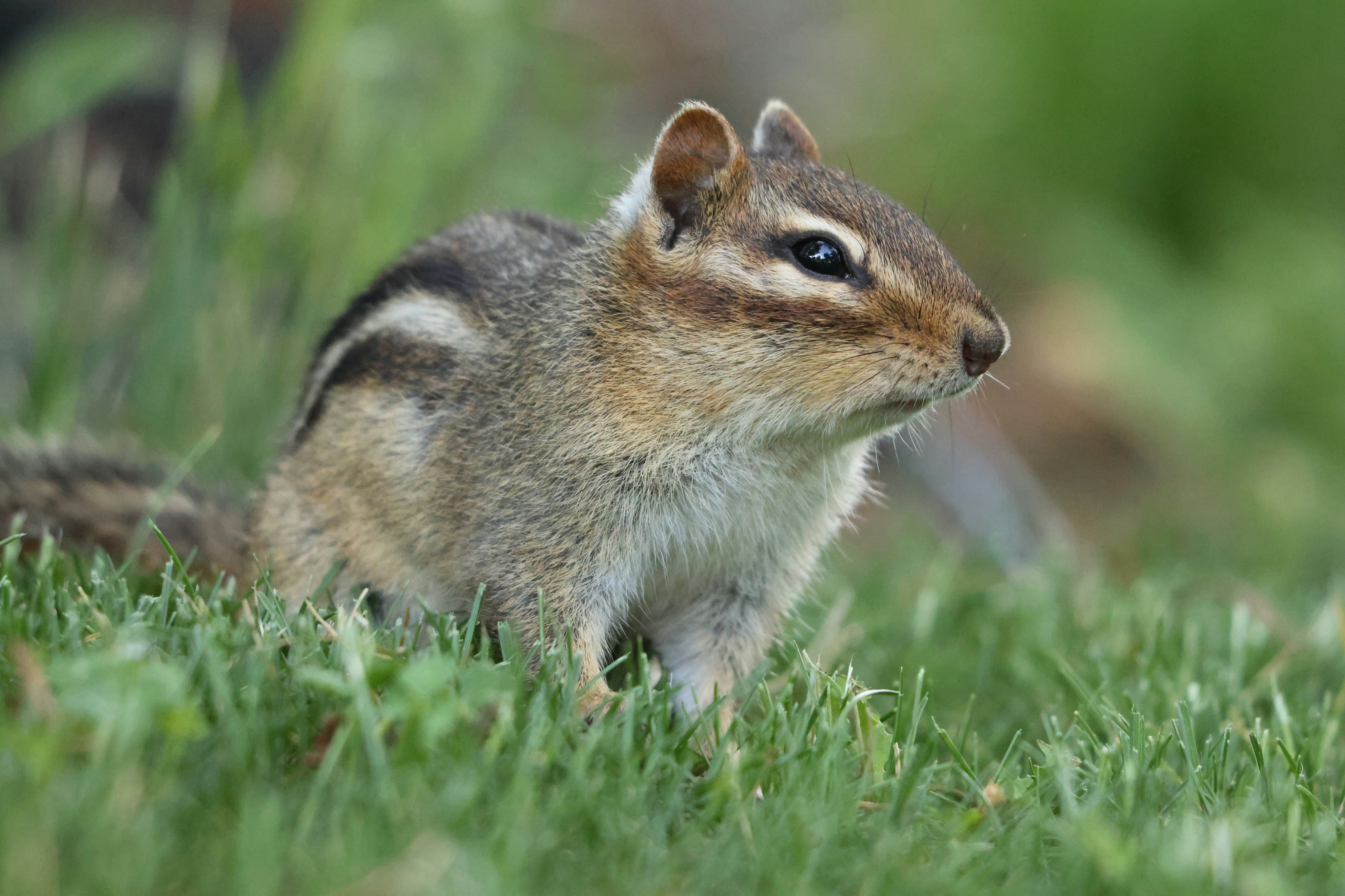 A Chipmunk looking out from short green grass