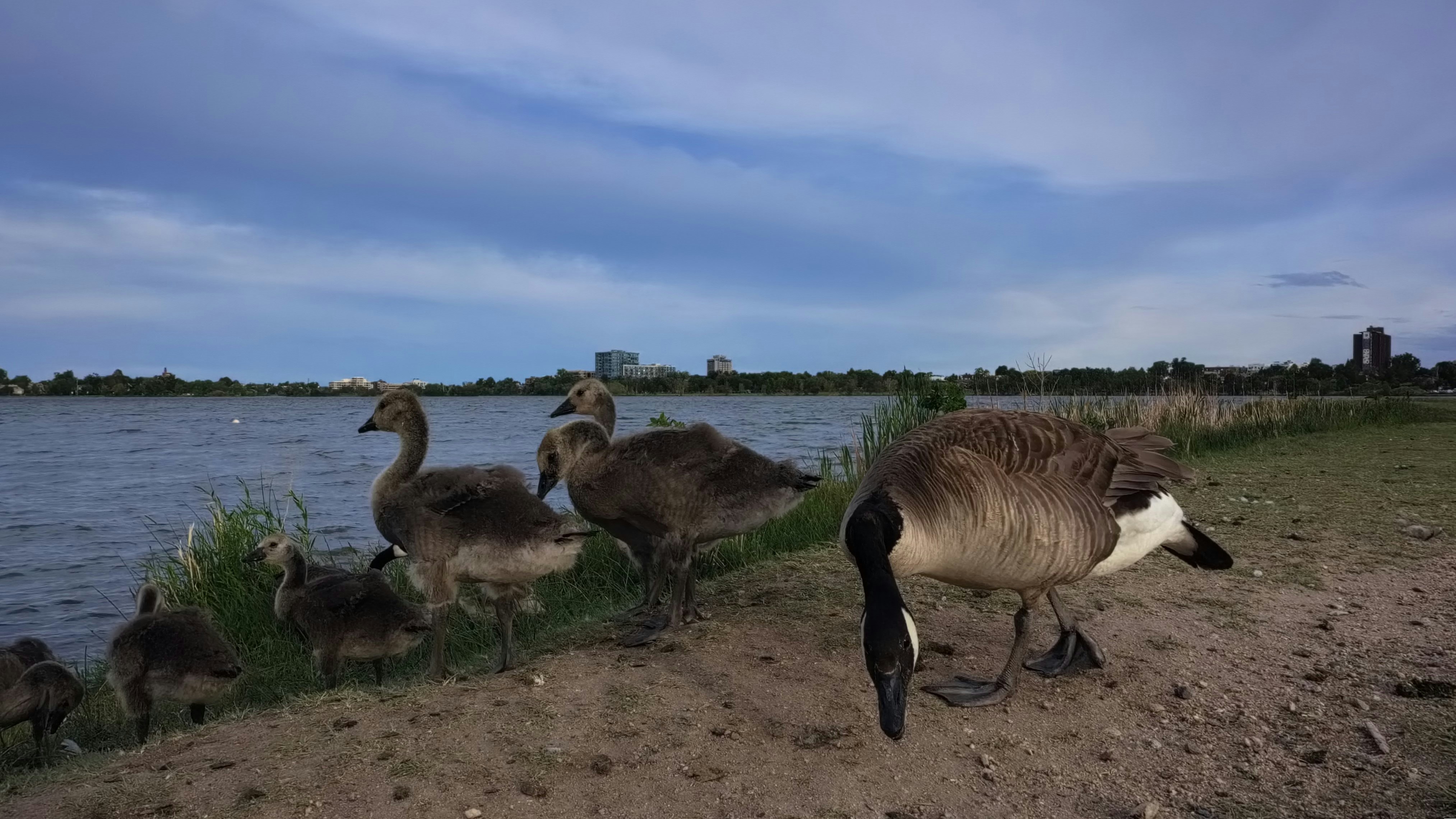 Ontario Gulls on the Shoreline: A Small Flock Near the Lake