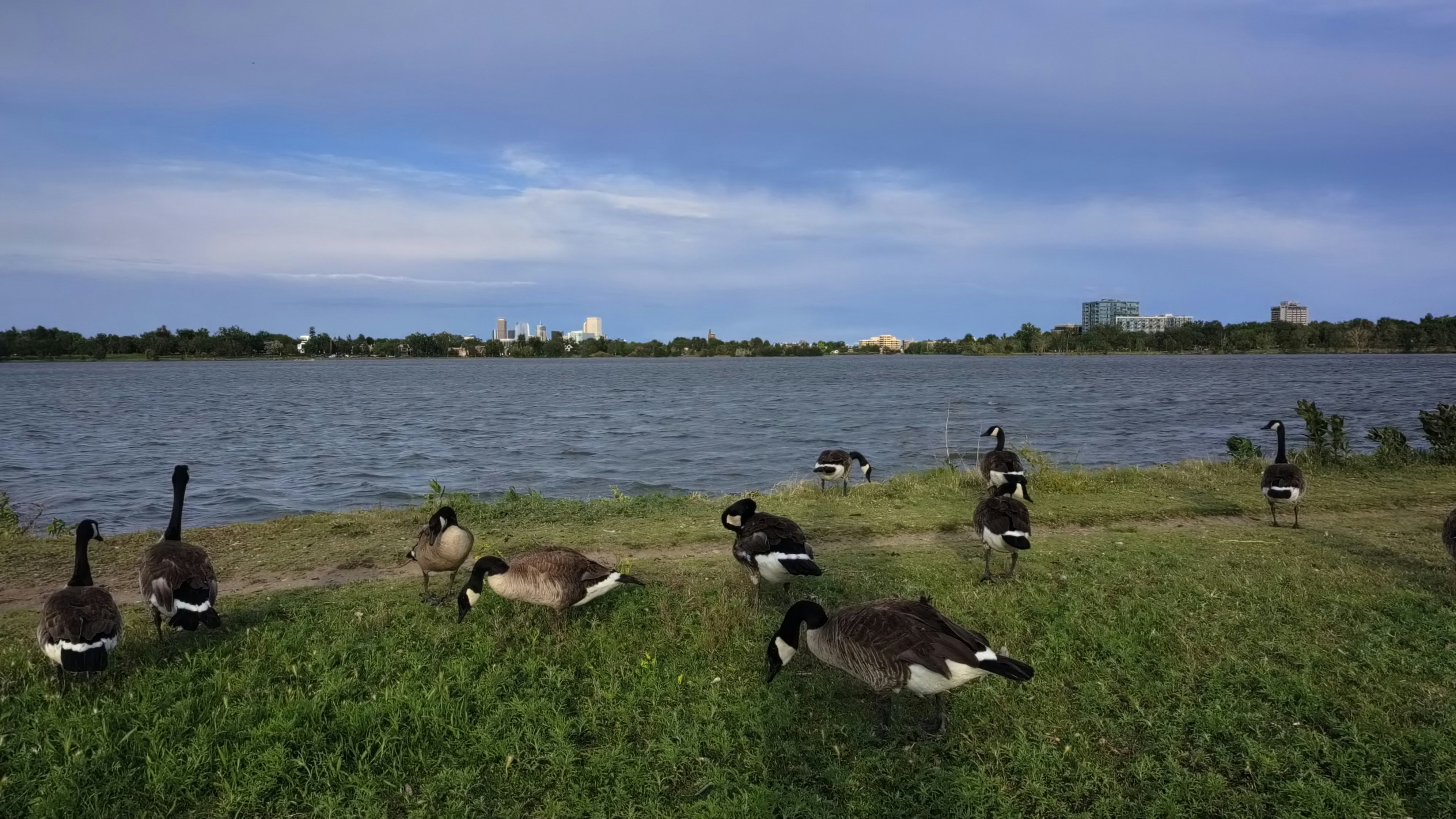 Gulls and Grassy Bank by the Wide River