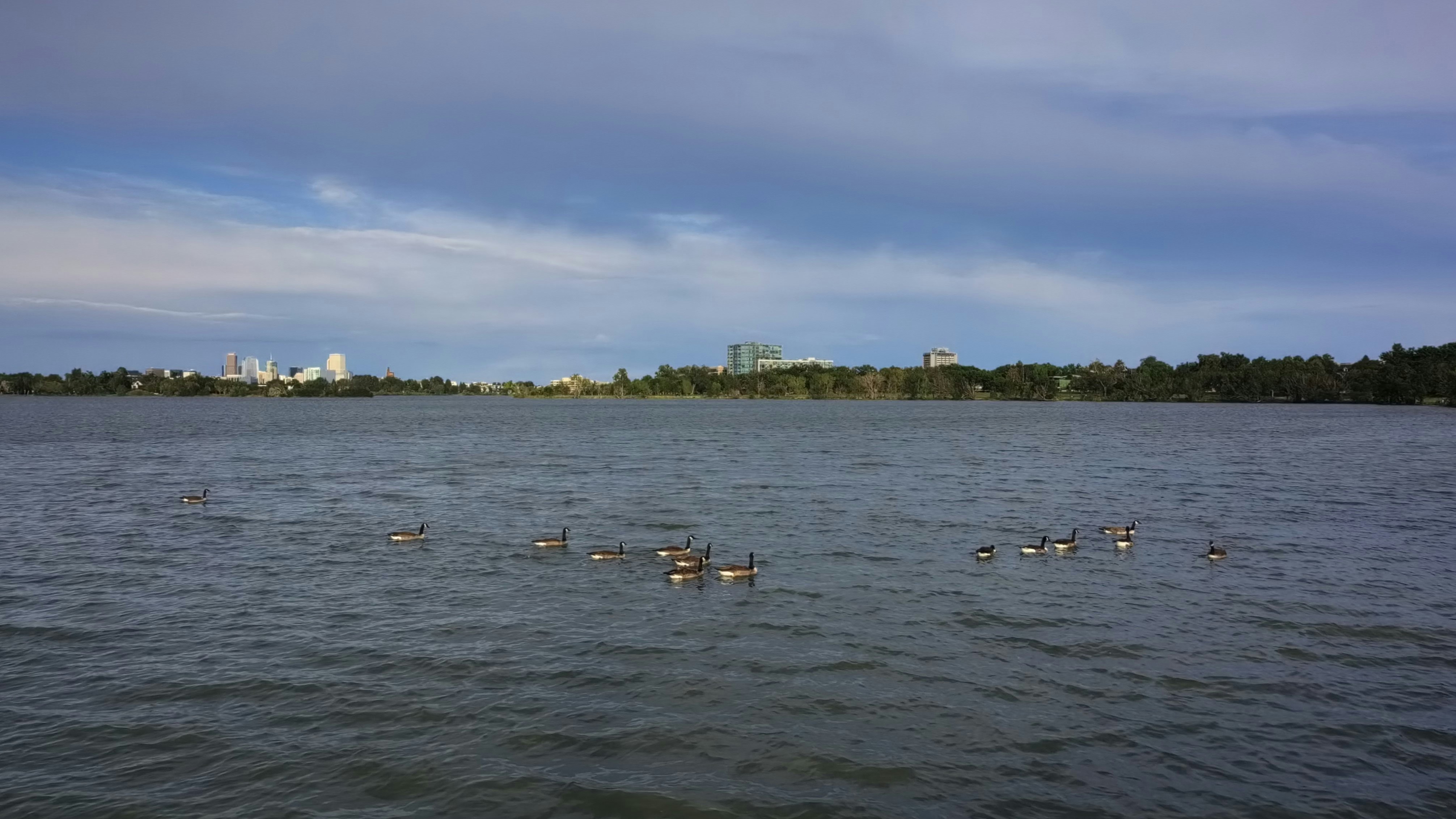 Calm Lake Chorus: Flock of Ducks on a Quiet Horizon