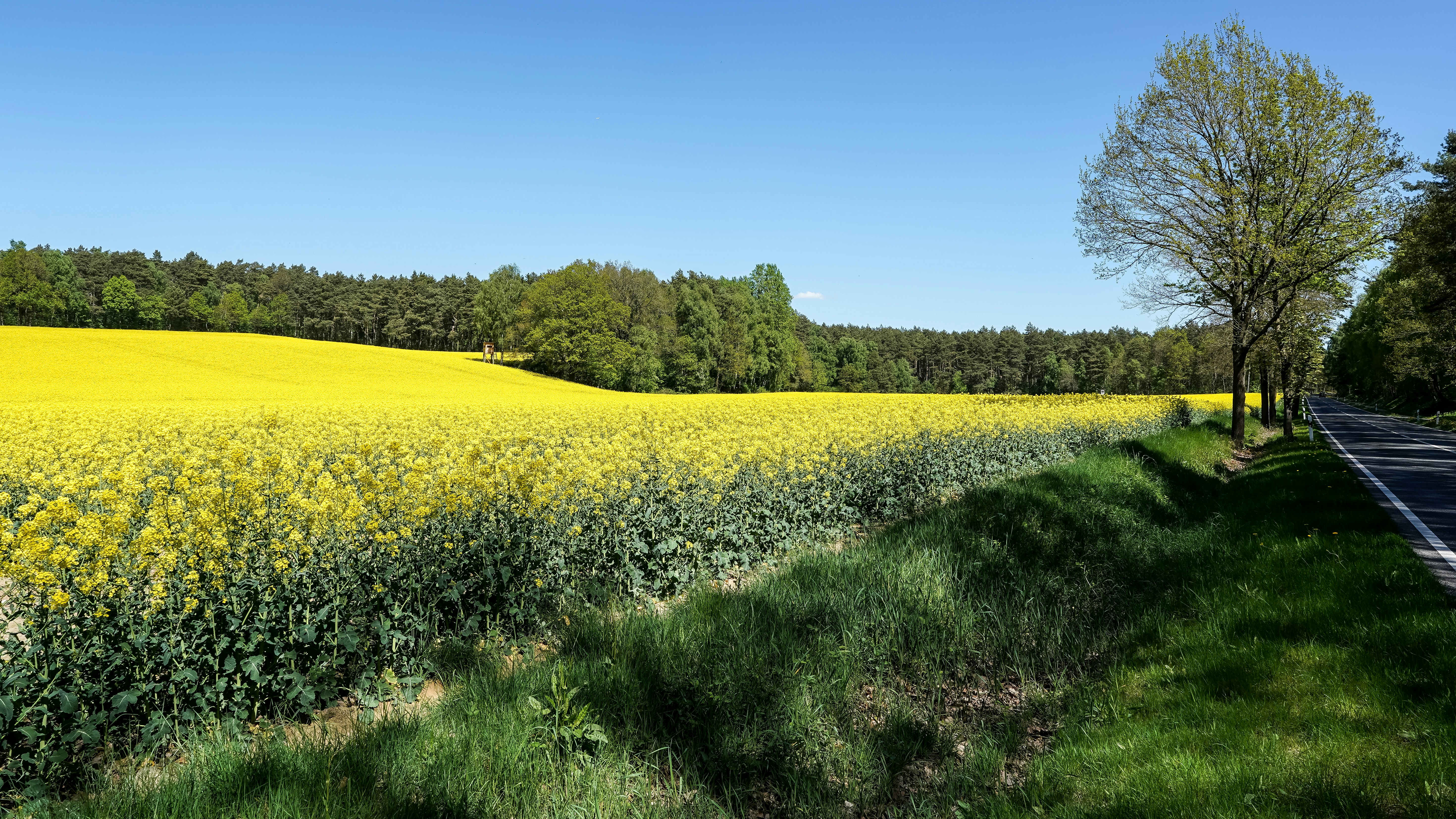 Ribbon of Spring: Canola Field beside a Quiet Path