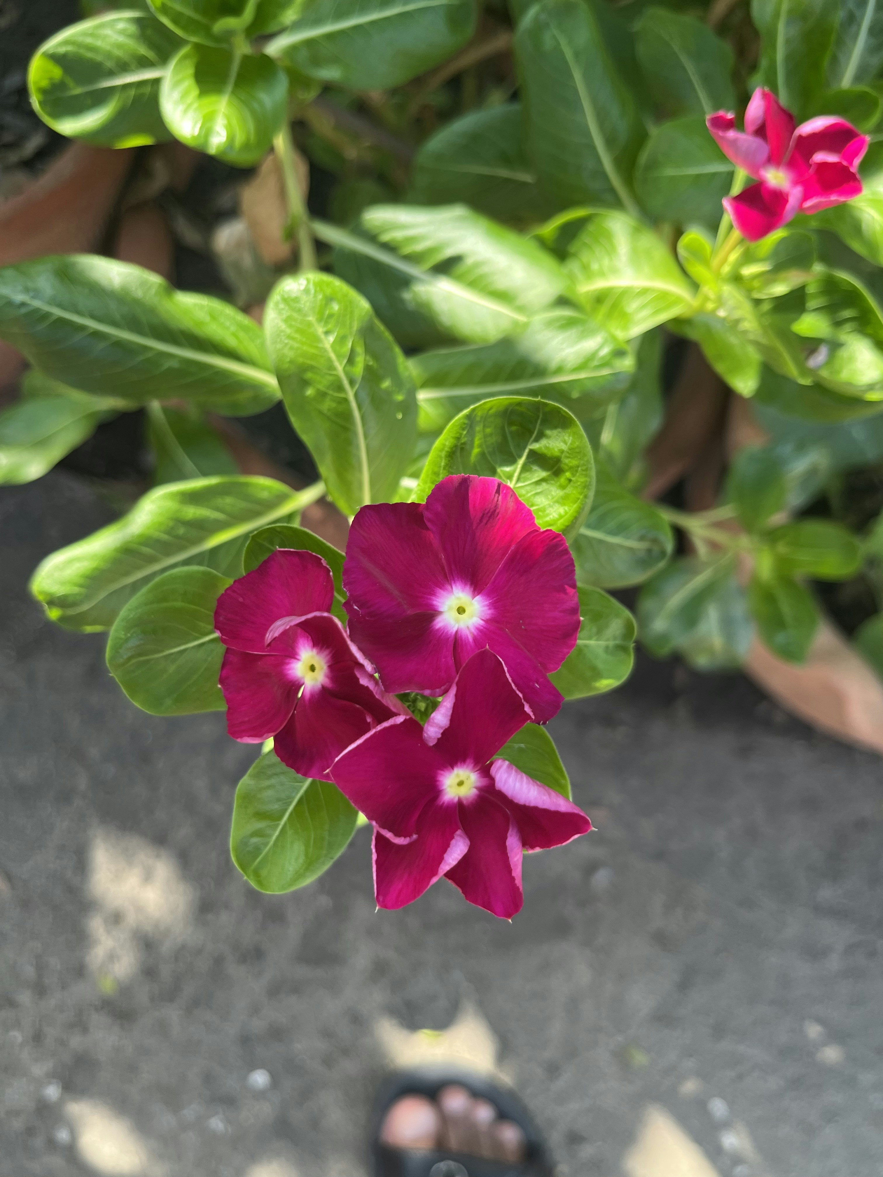 Crimson Morning Bloom: Petals and Leaves in Sunlit Garden