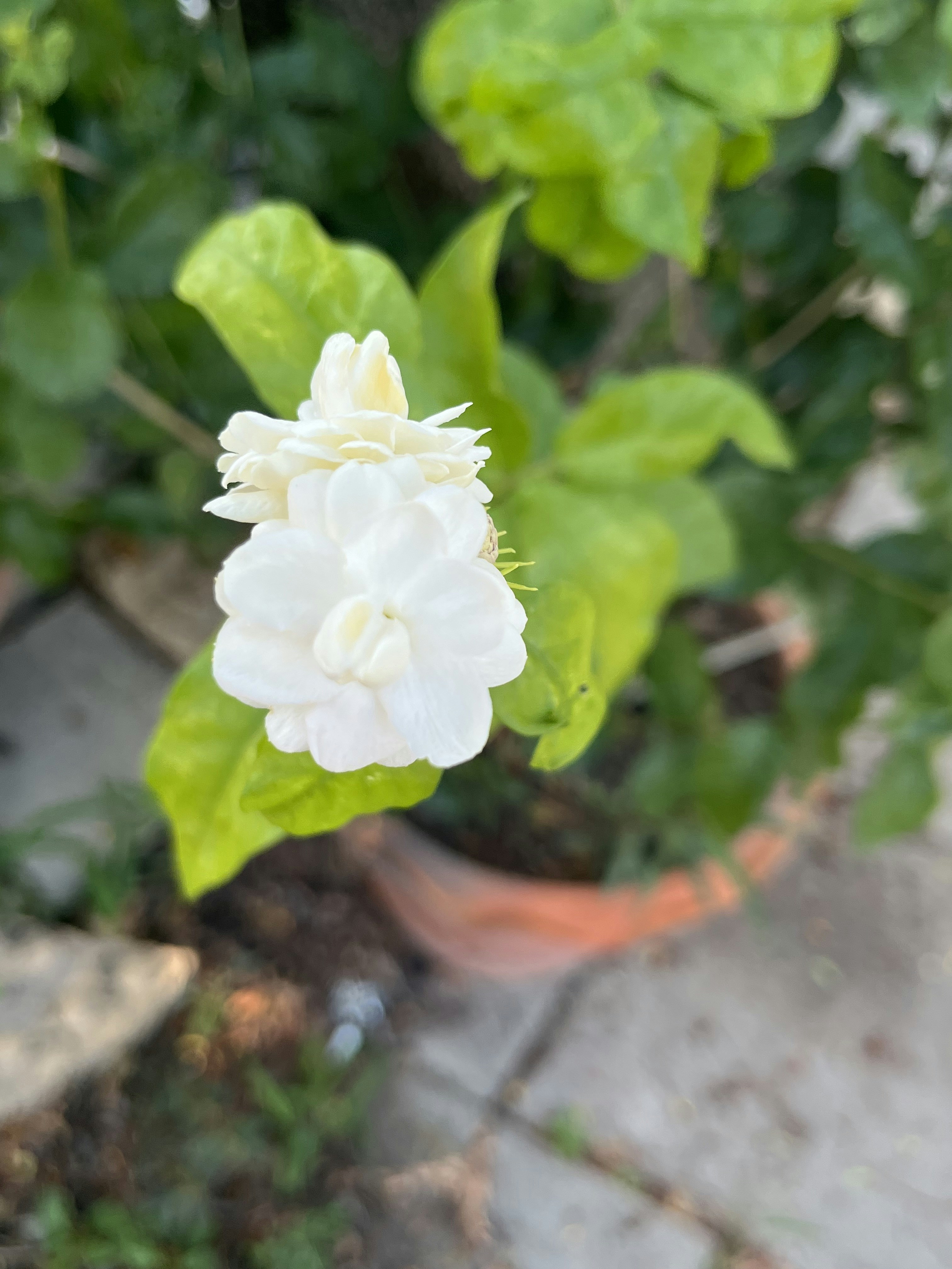 White blossom centerstage among green leaves in a garden pot