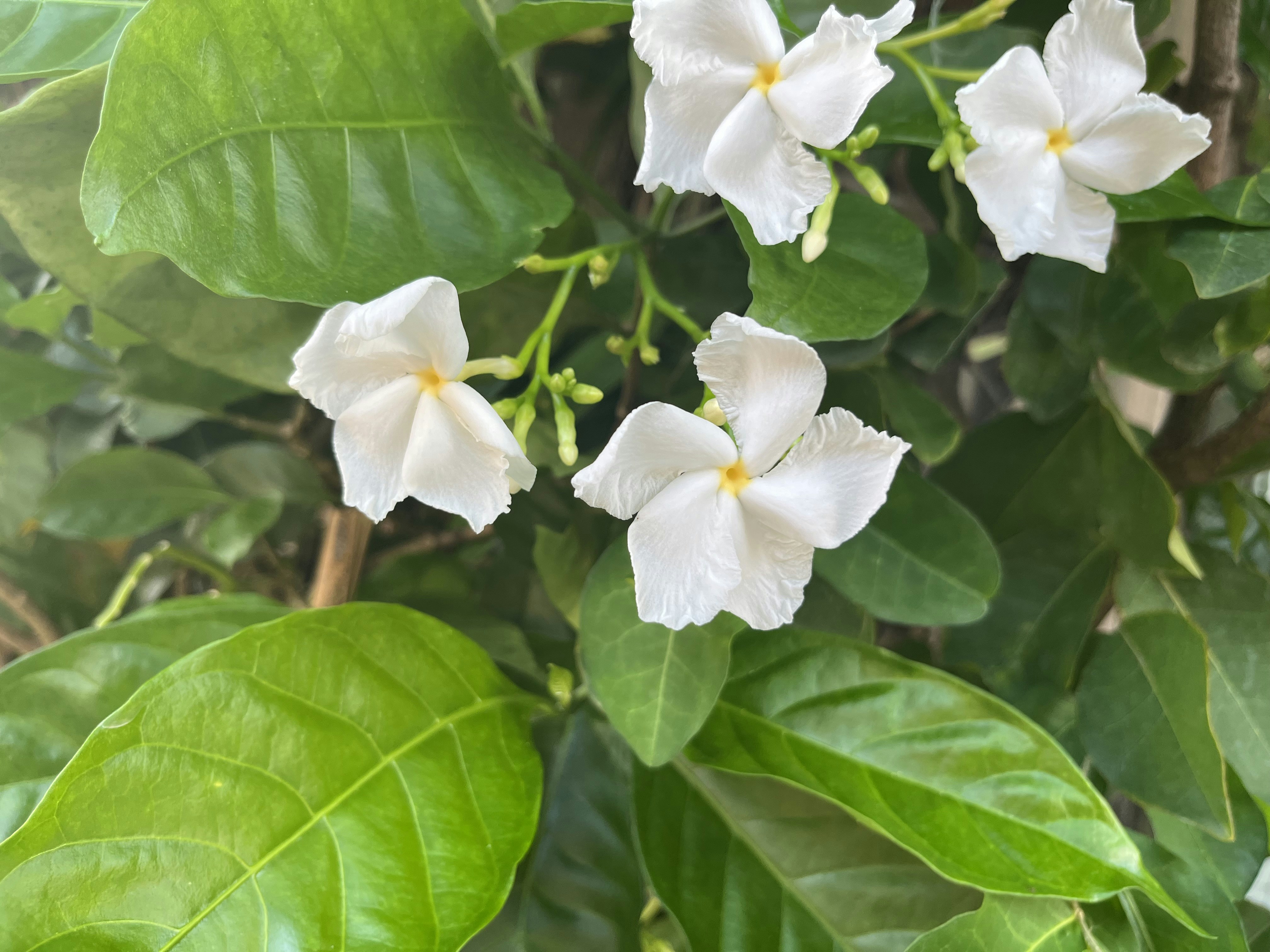 Cluster of white flowers with yellow centers among vibrant green leaves, likely a flowering shrub; close-up focus on petal details and leaf texture.