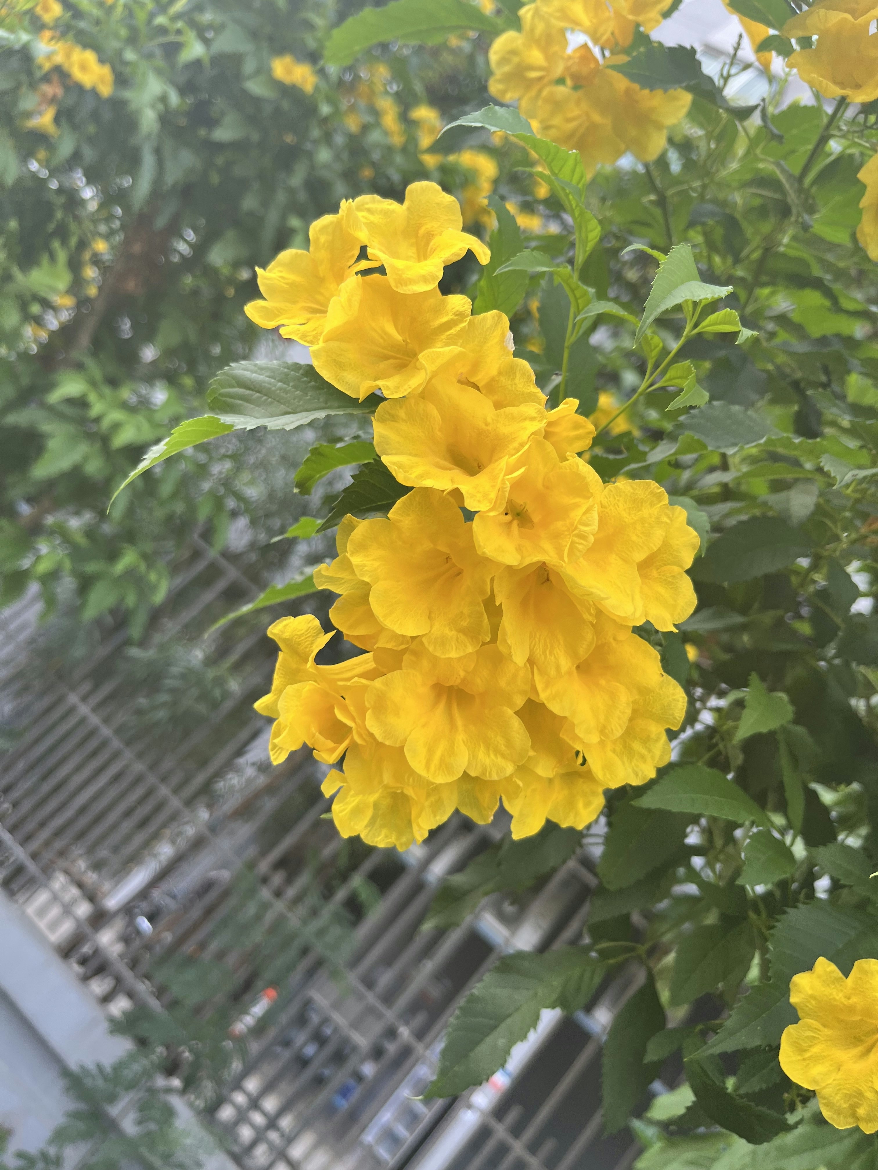 Golden cascade: a cluster of vibrant yellow blooms against a verdant backdrop