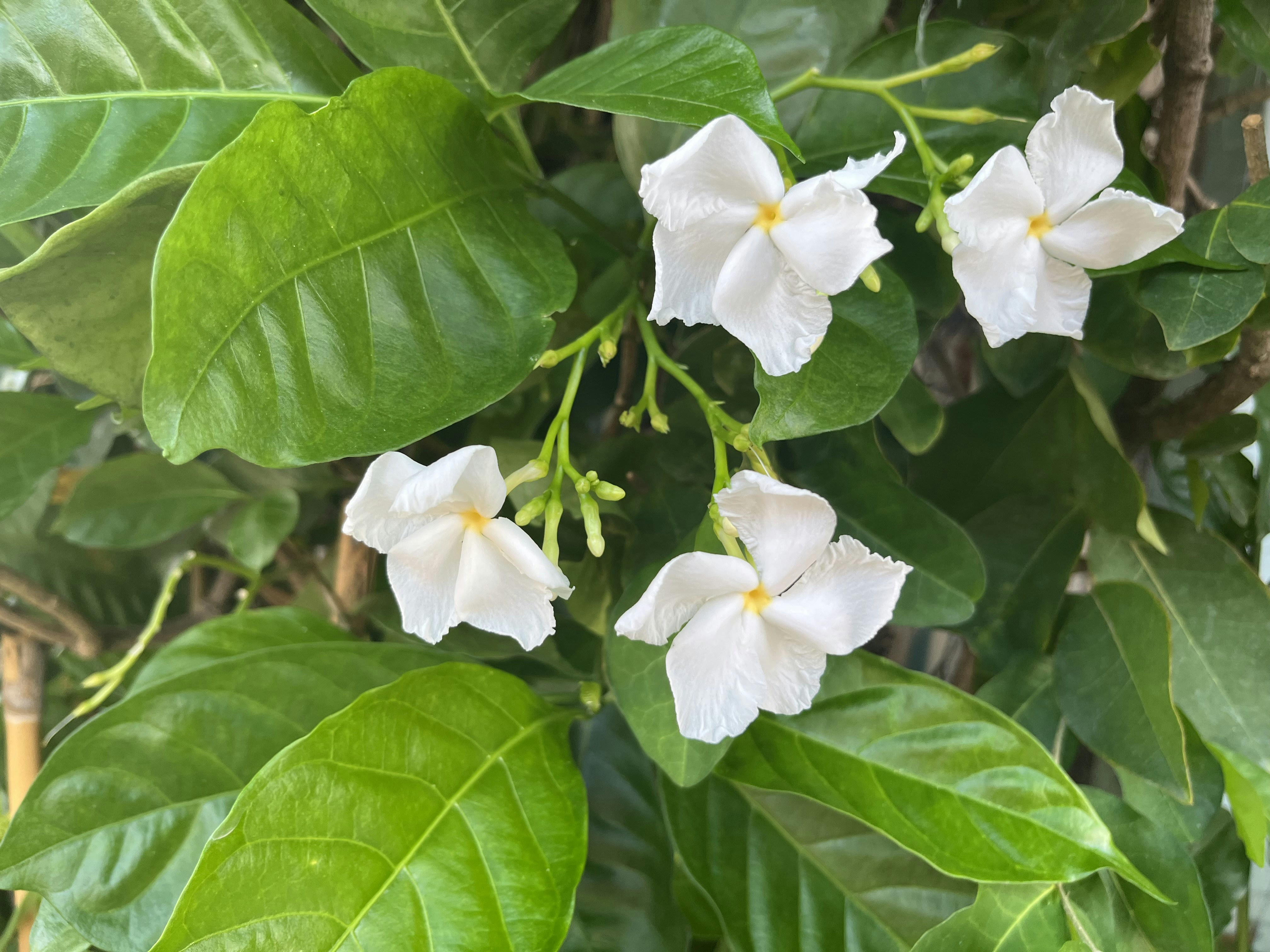 White blossoms amid lush green leaves in a tropical hedge