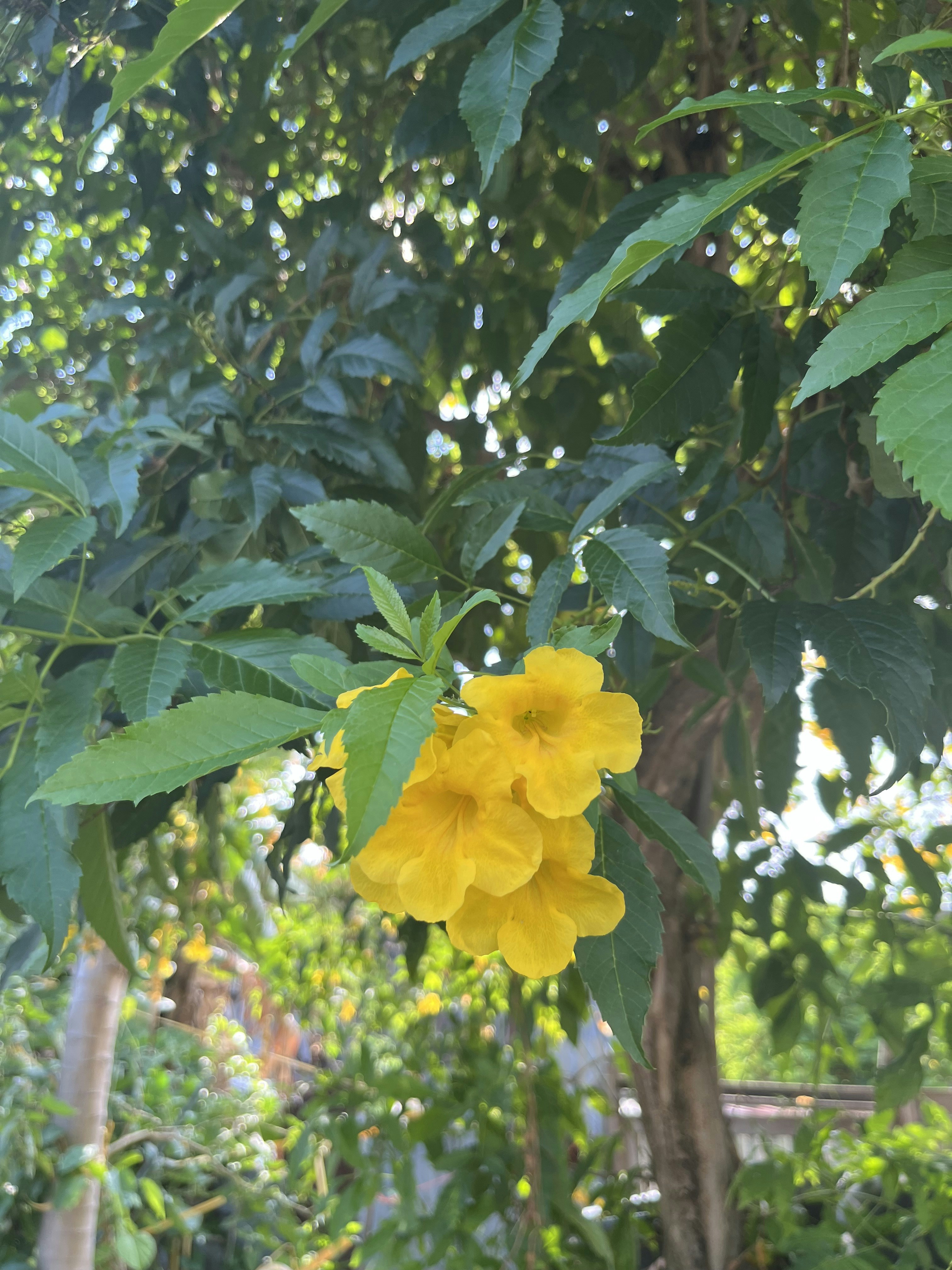 Yellow trumpet blossoms in sunlit garden