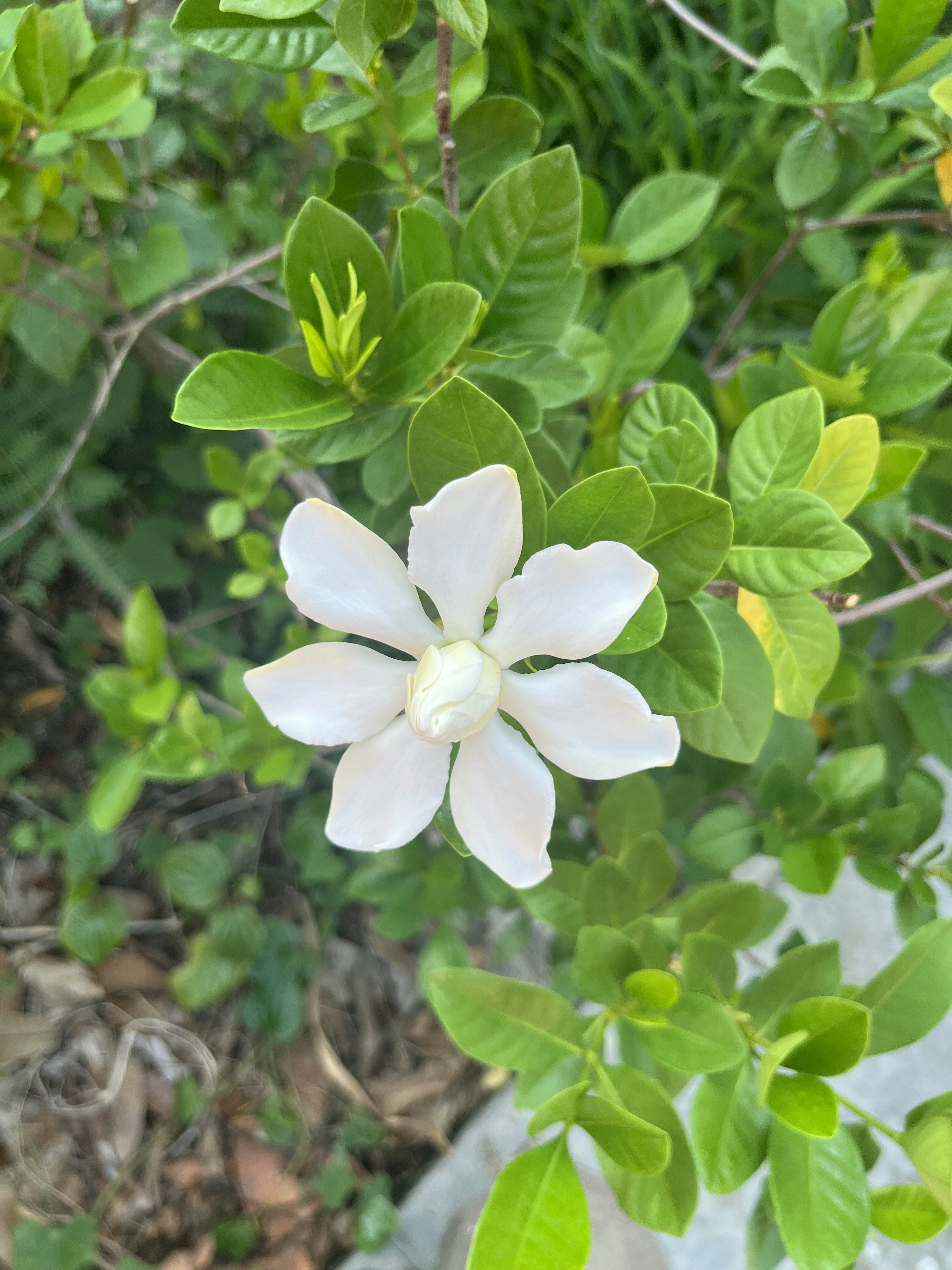 Bright white flower centered among glossy green foliage, capturing garden detail and natural light.