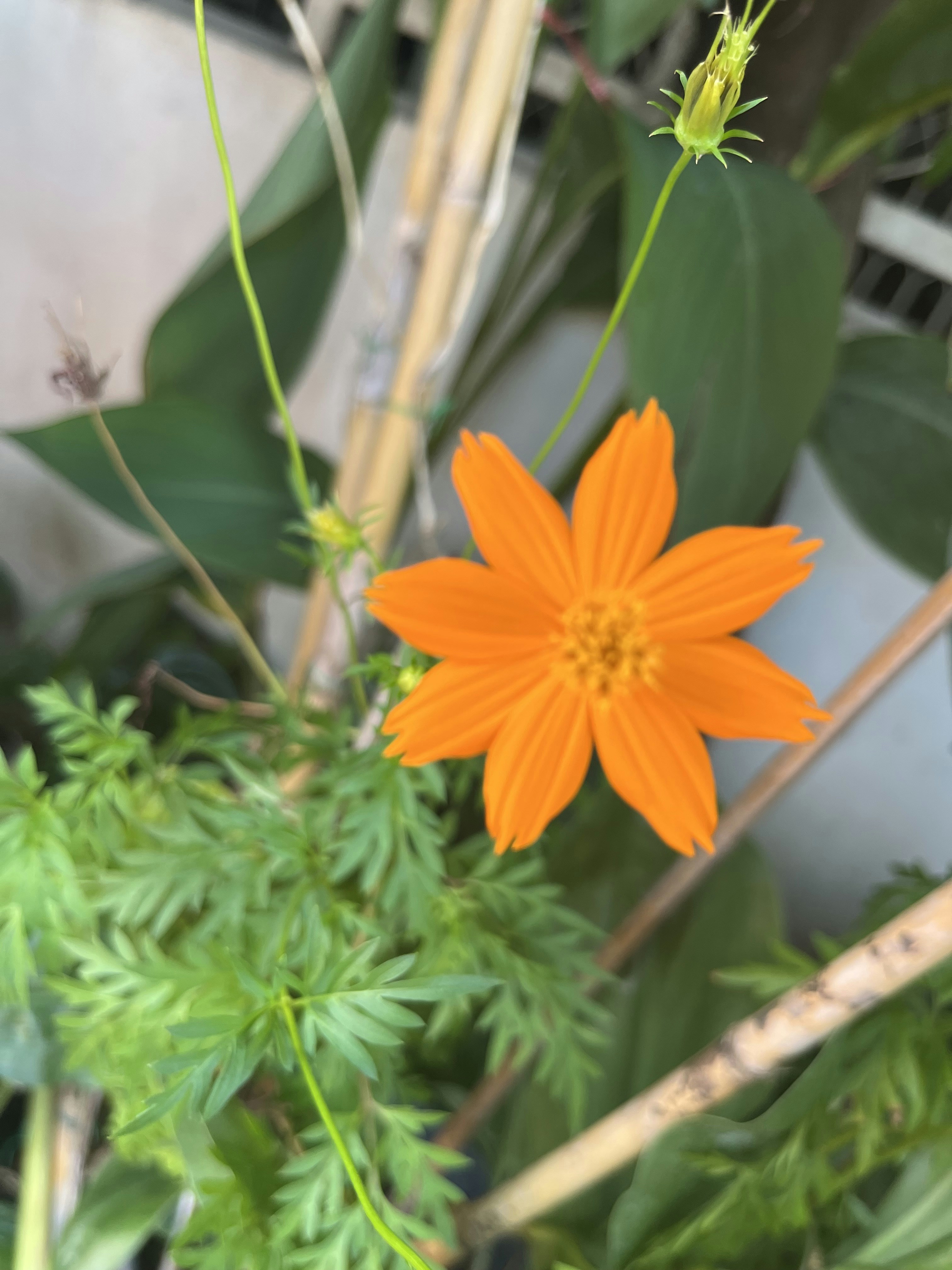 Orange Cosmos Bloom Anchors a Garden Tangle