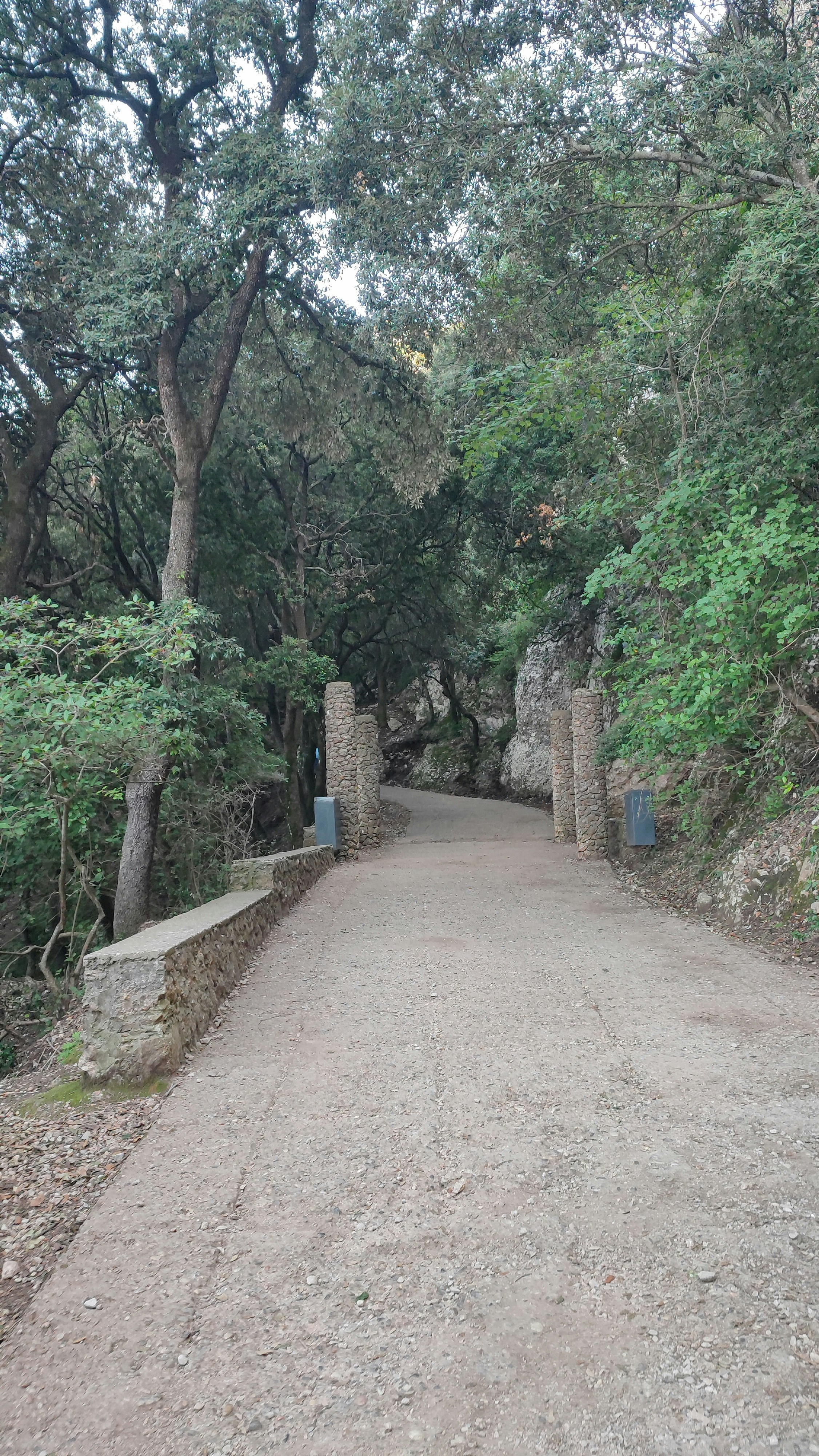 Path Through the Stone Gate: A Quiet Ascent Under the Canopy
