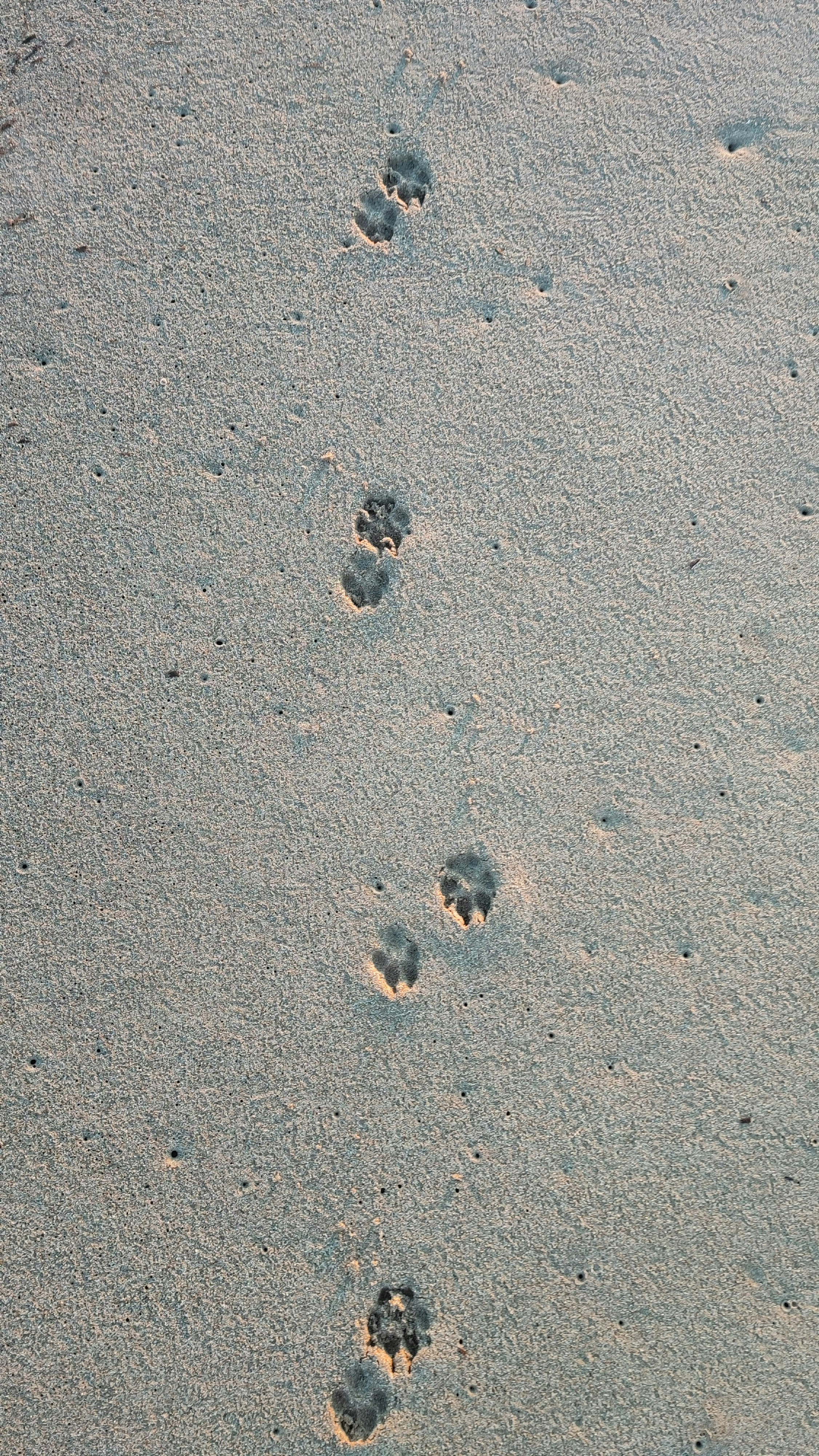 Footprints in Fine Beach Sand: A Quiet Walk Along Dunes