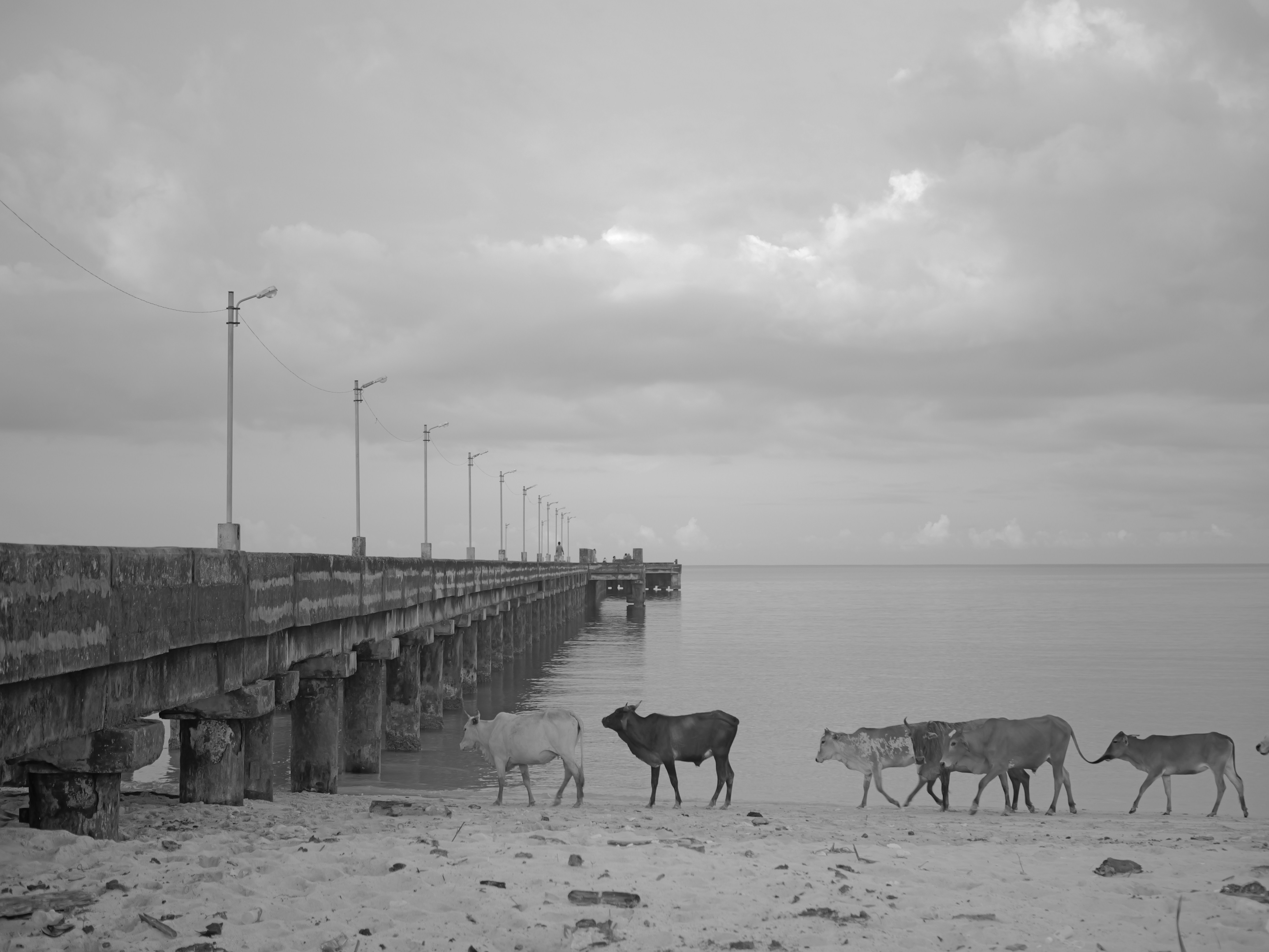 Cattle on the Quiet Gulf Beach by a Weathered Pier