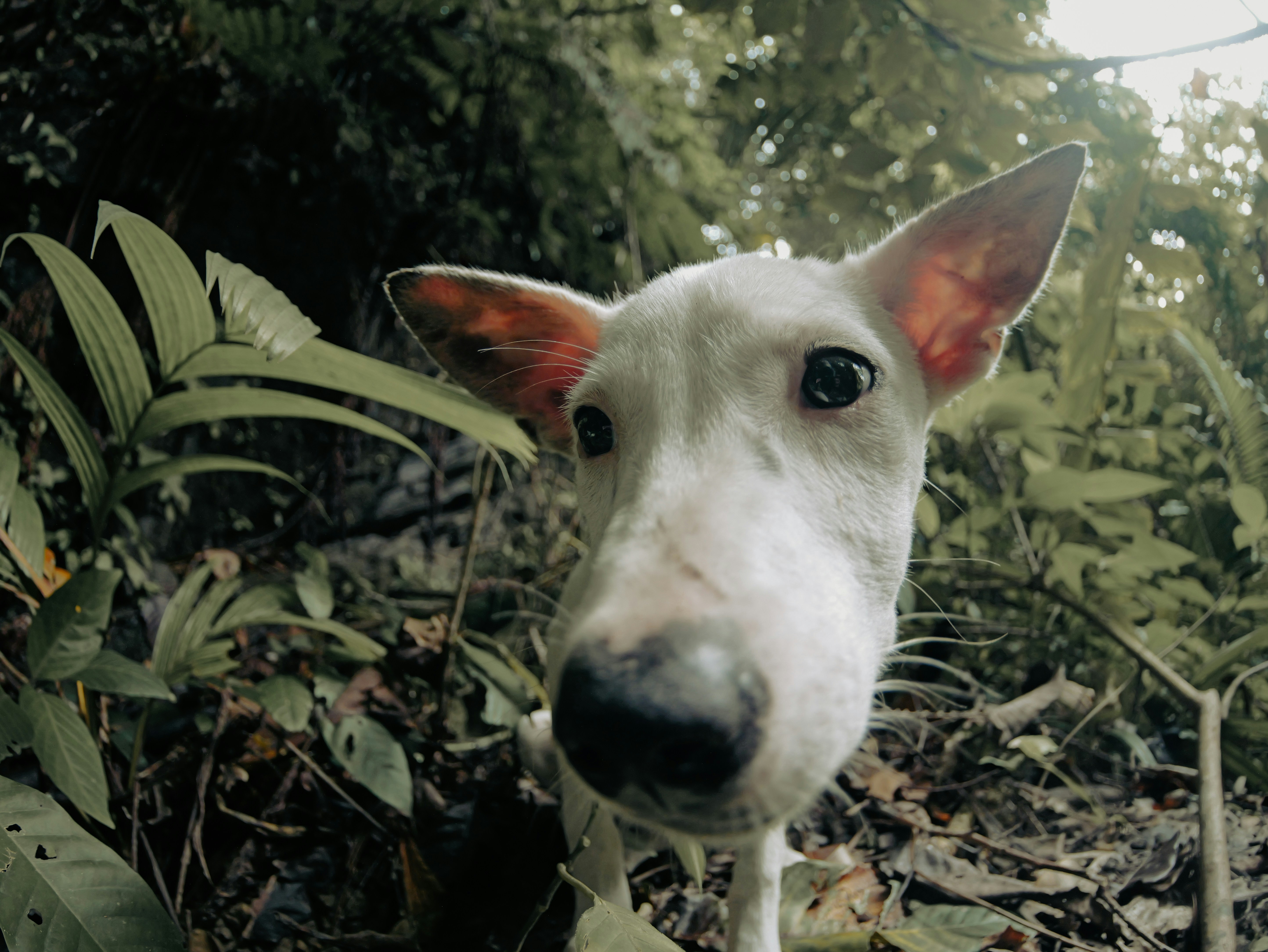 Curious Snout in the Green Frame