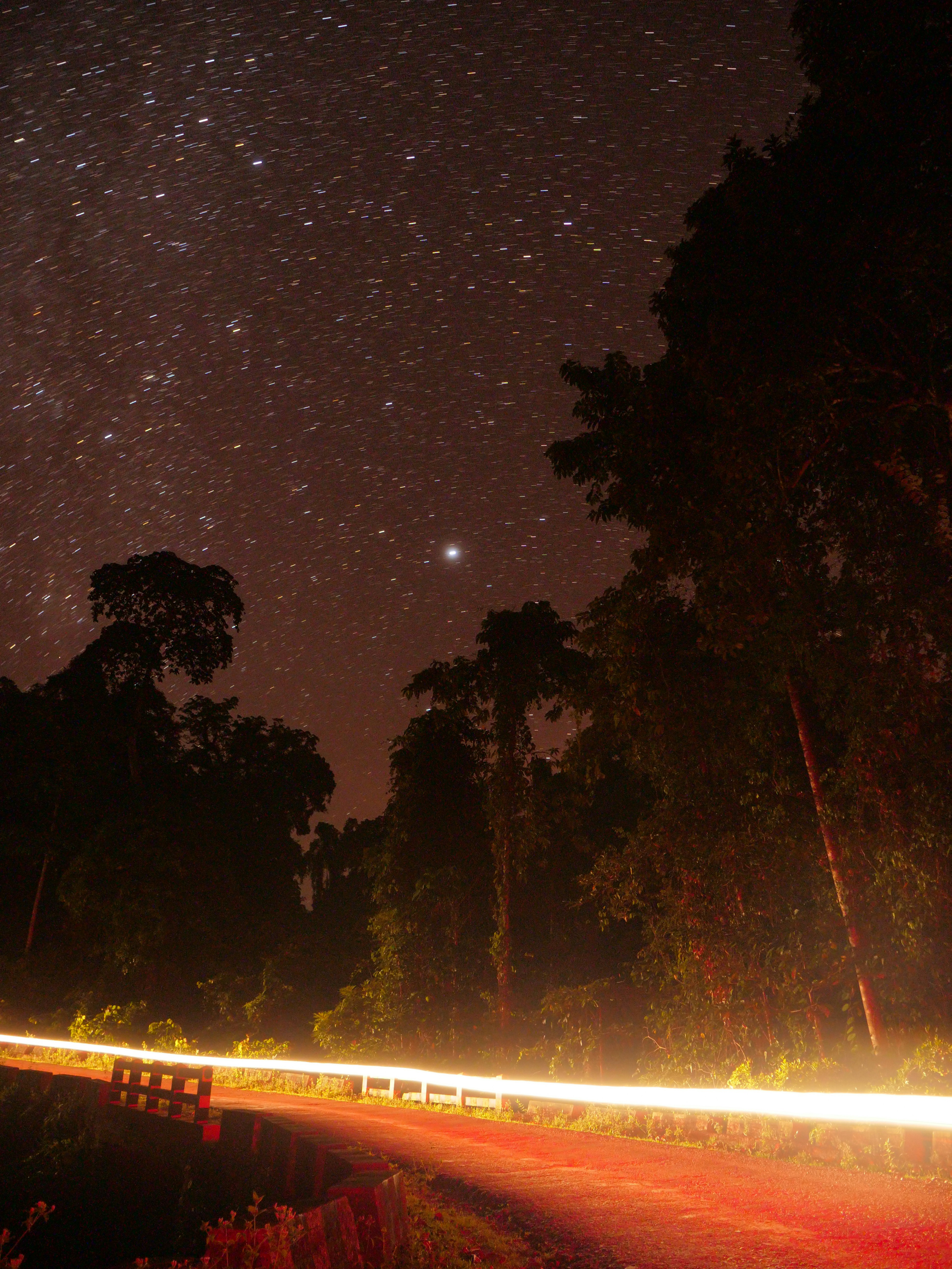 Starry Night Over a Red-tinged Forest Road