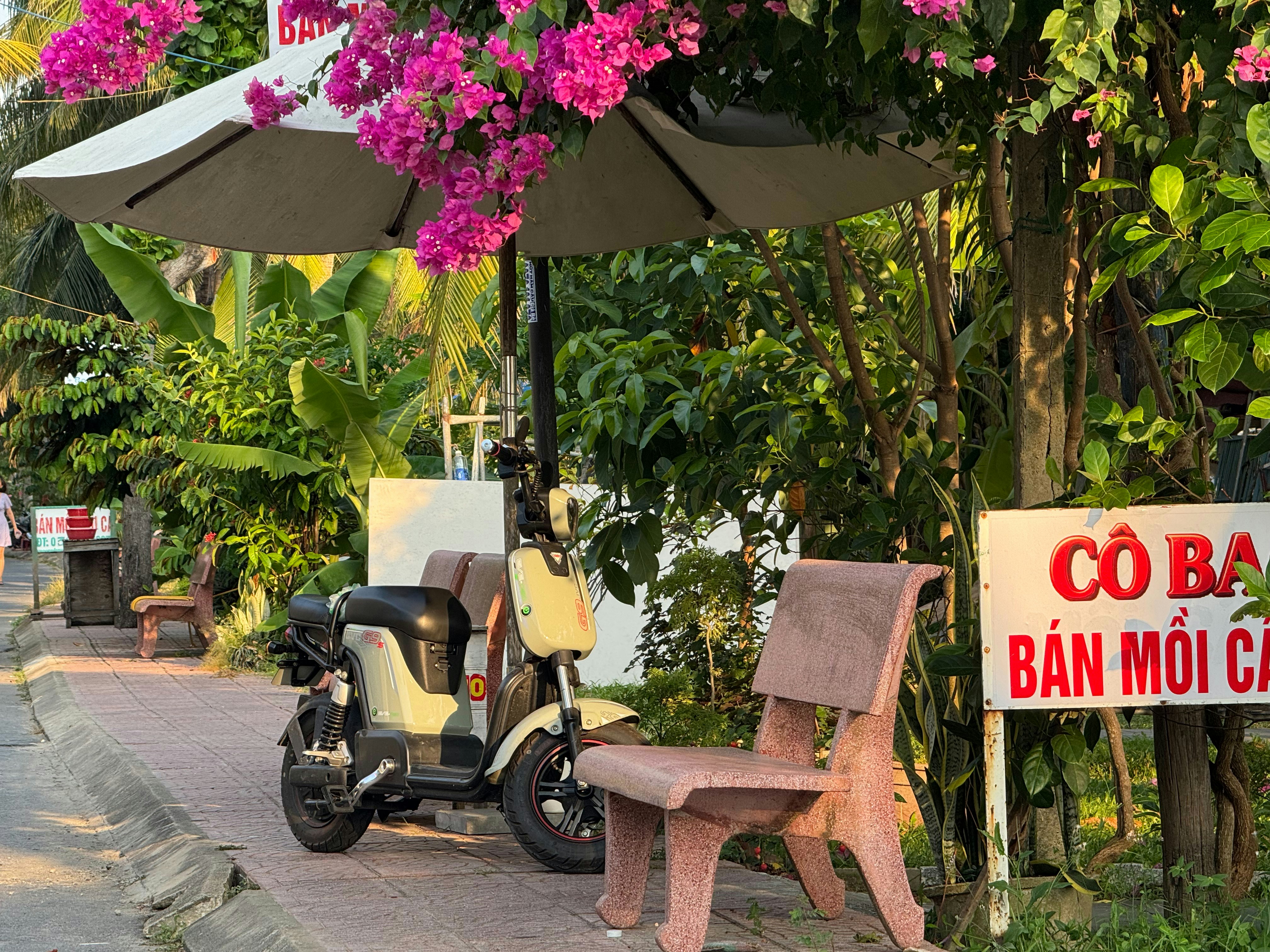 Sunlit Street Corner with Scooter Under Flowering Canopy