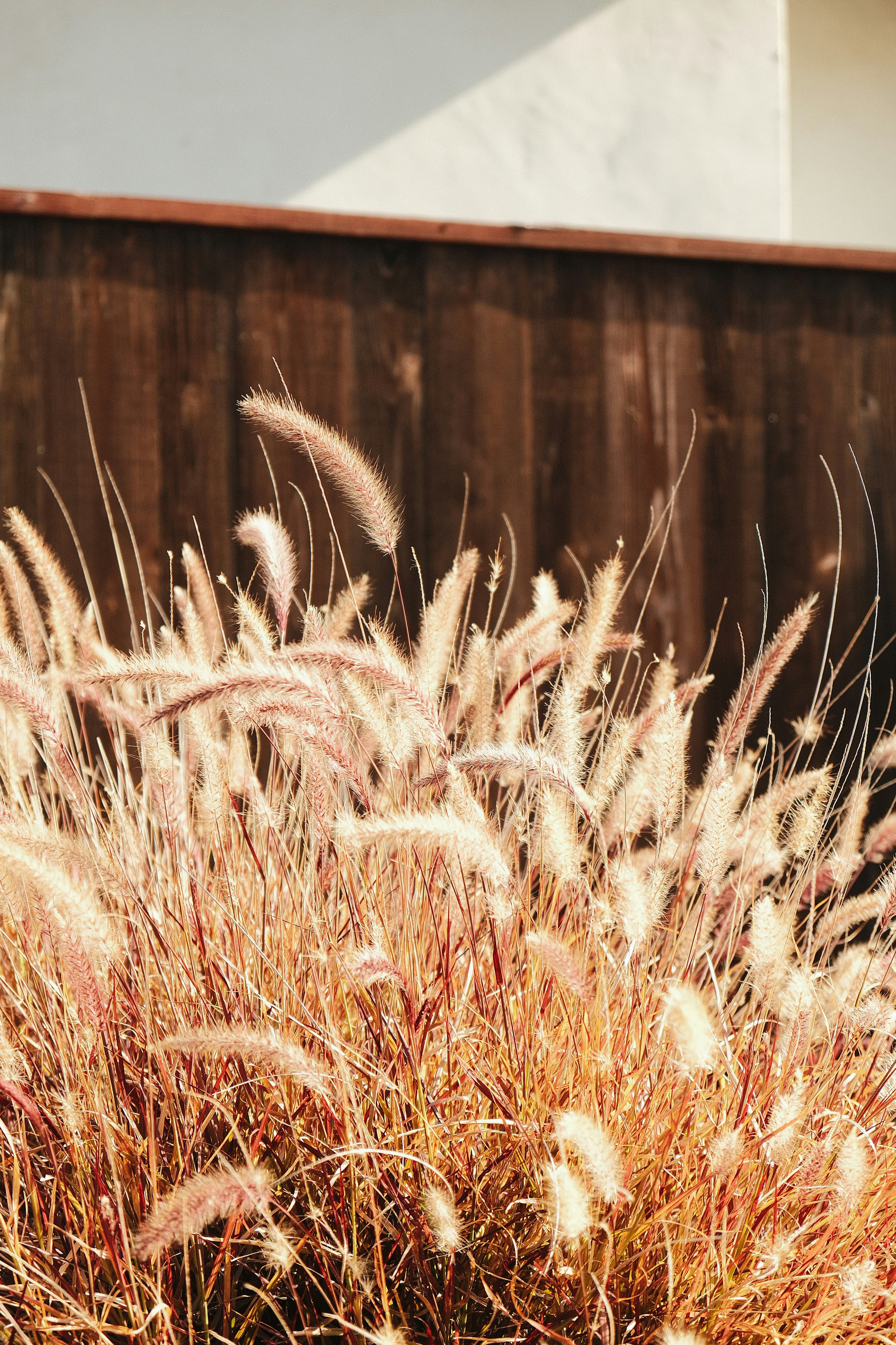 Golden Plume Wake in the Backlot Sun