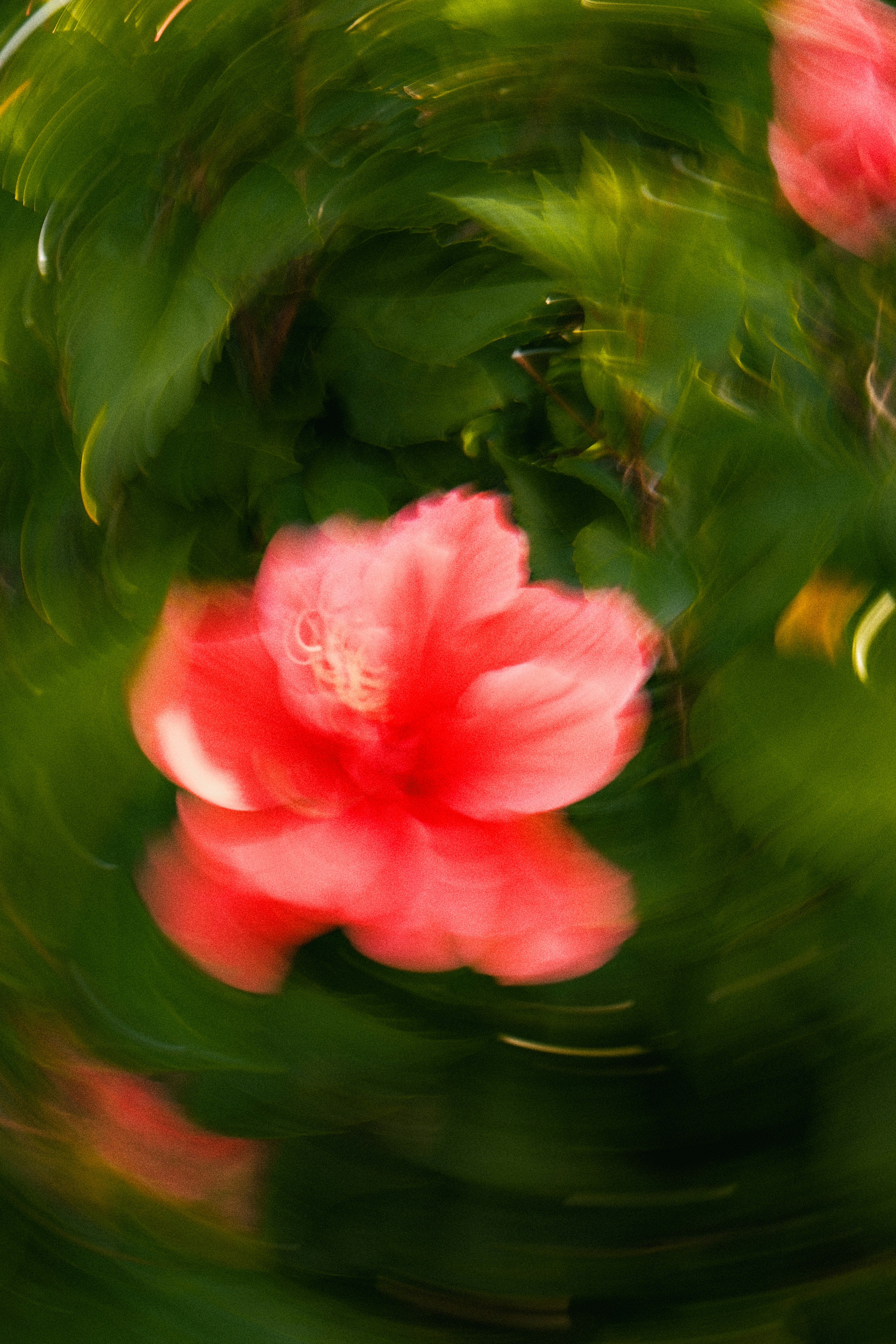 Blossom in a Whirl: A Soft, Circular Bloom Amidst Verdant Blur