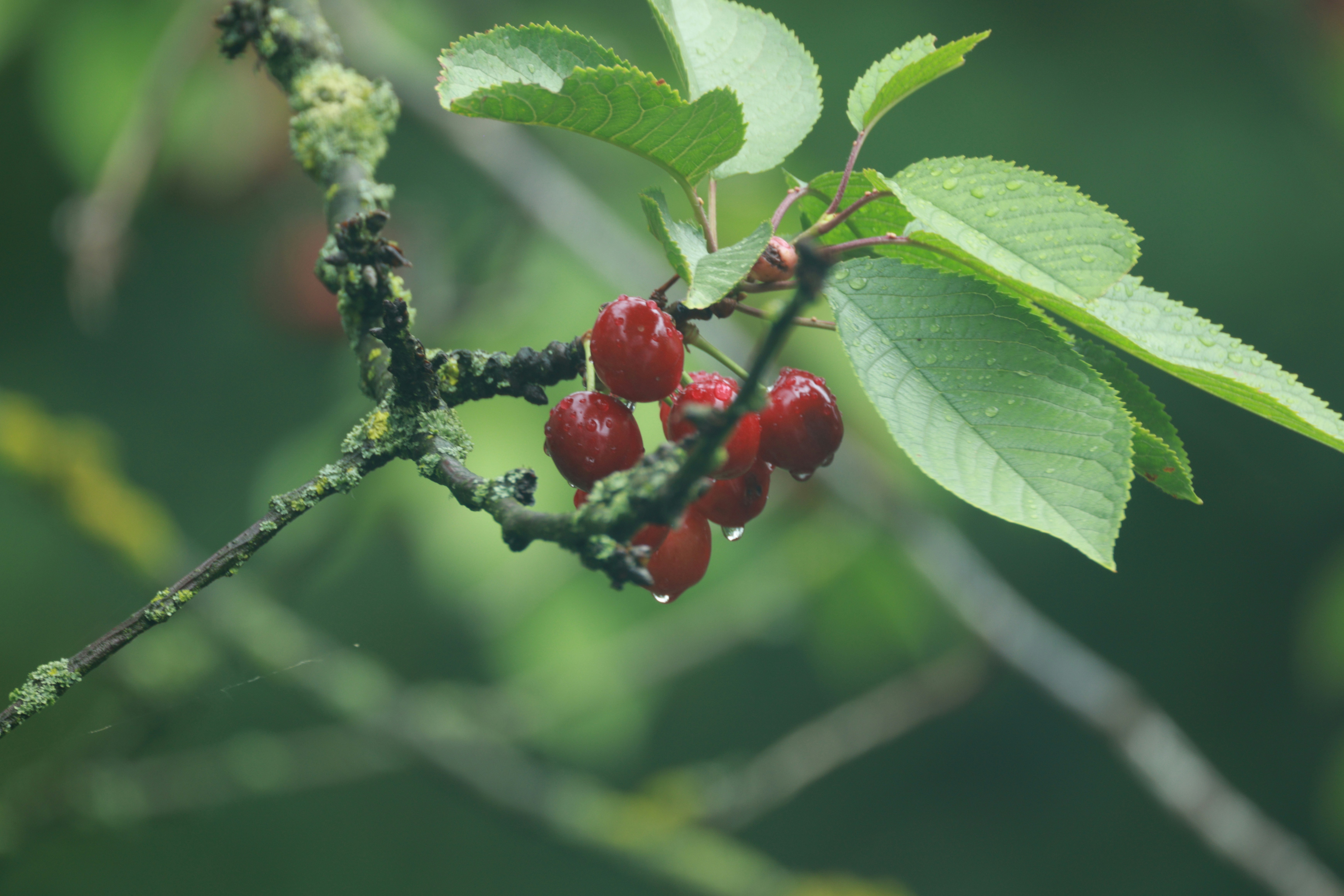 Cherry Red on Moss: A Quiet Orchard Moment