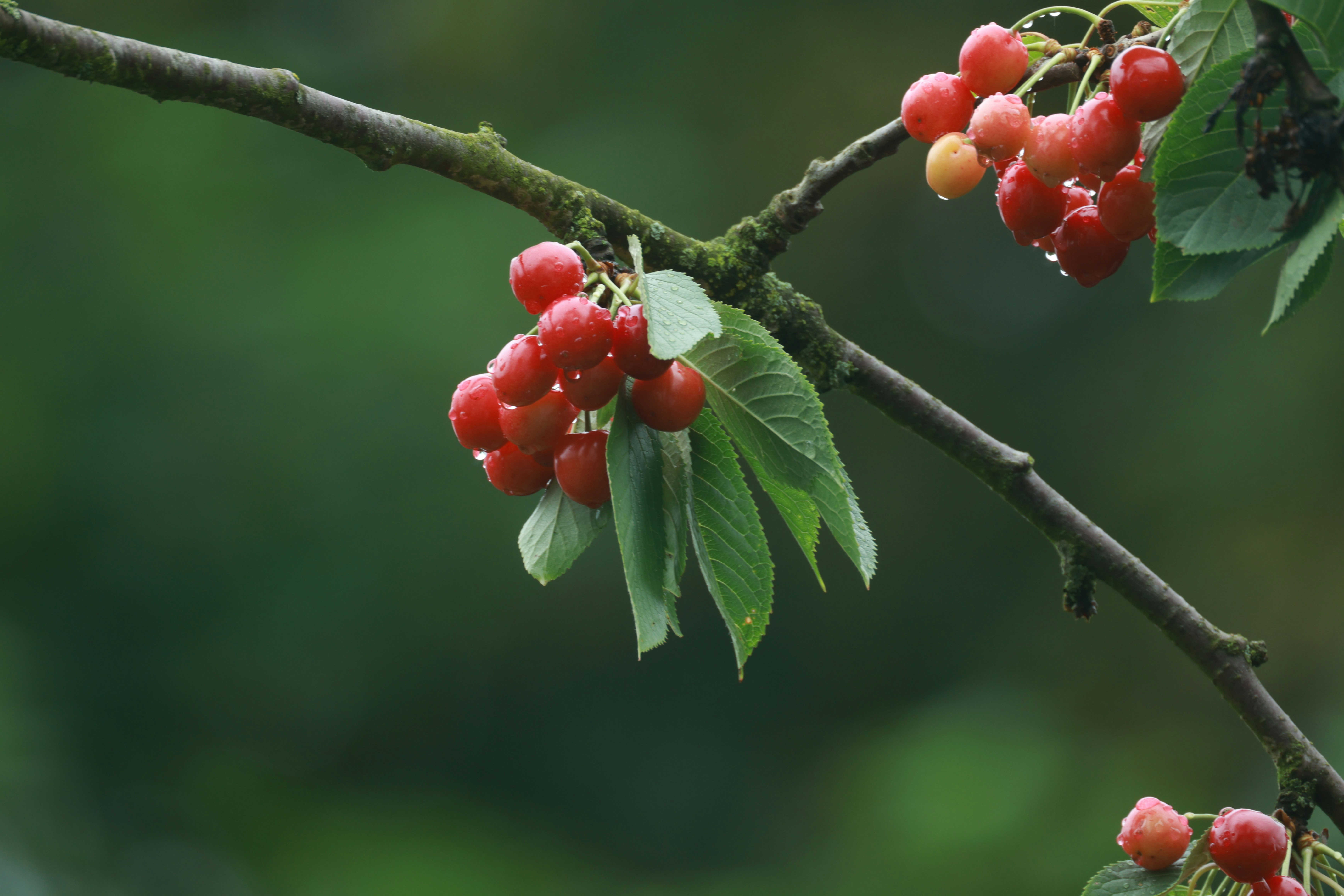 Cherry Cluster on a Shaded Branch
