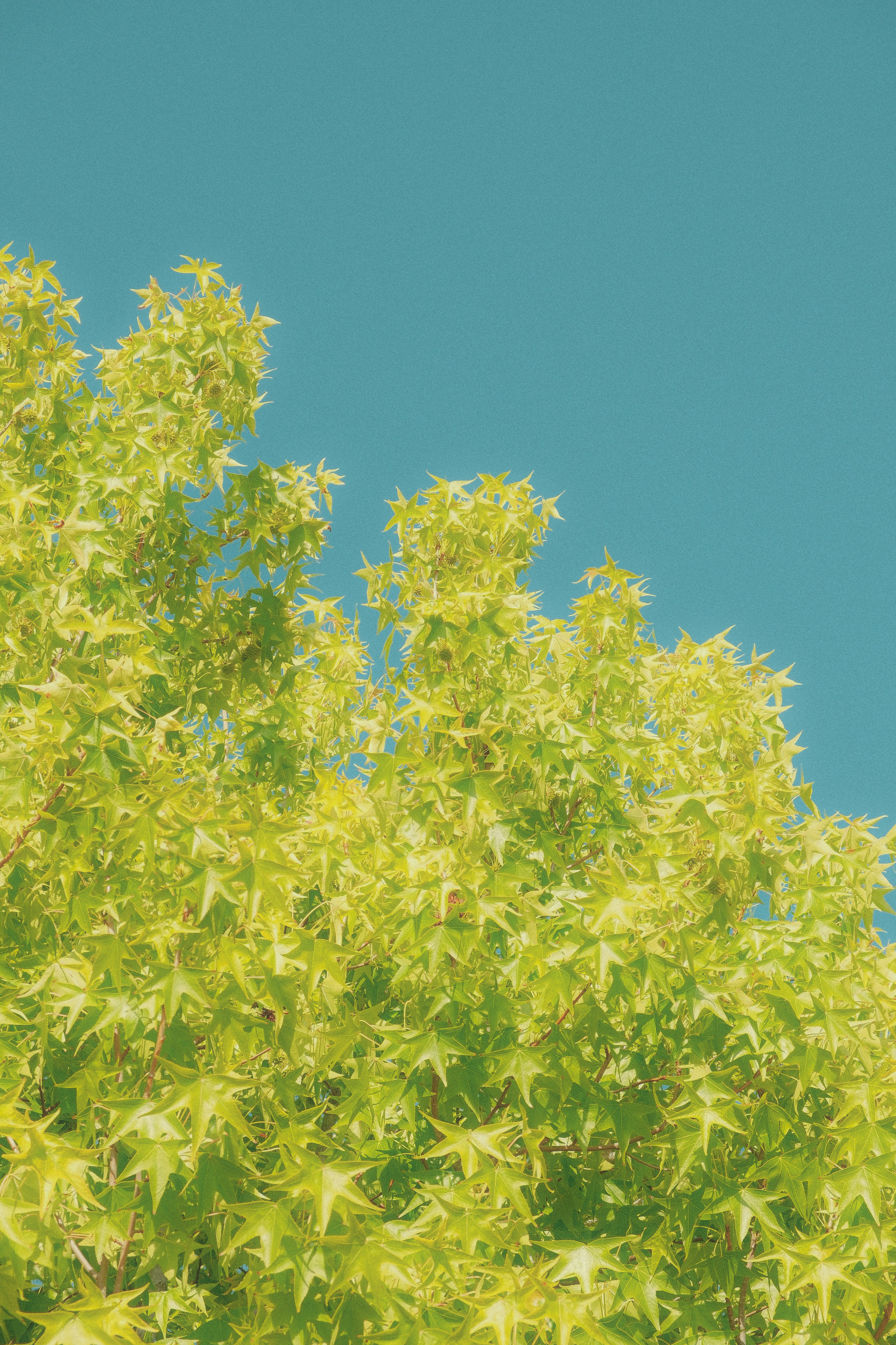 Golden canopy under a cobalt sky