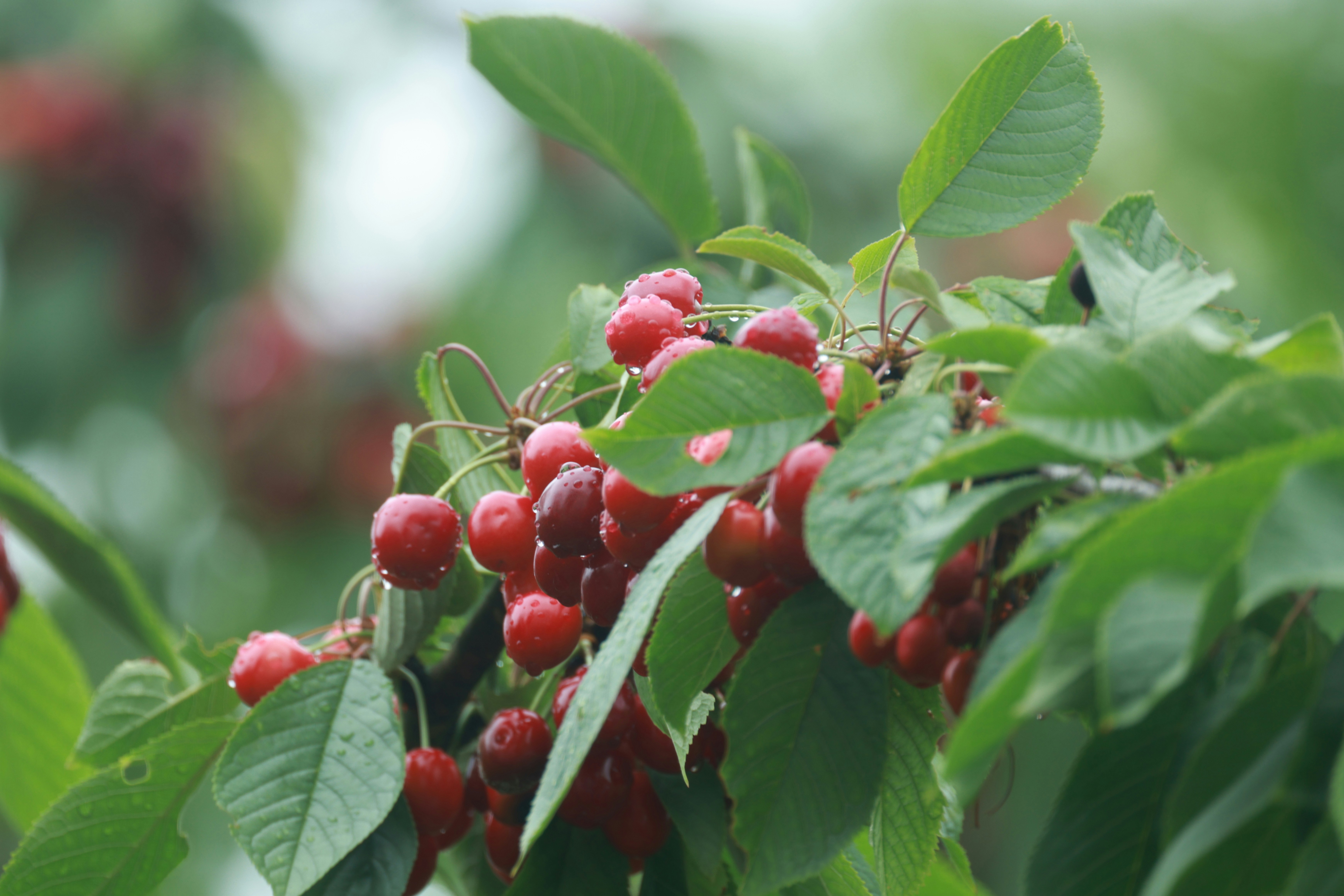 Red Berries in a Quiet Green Show