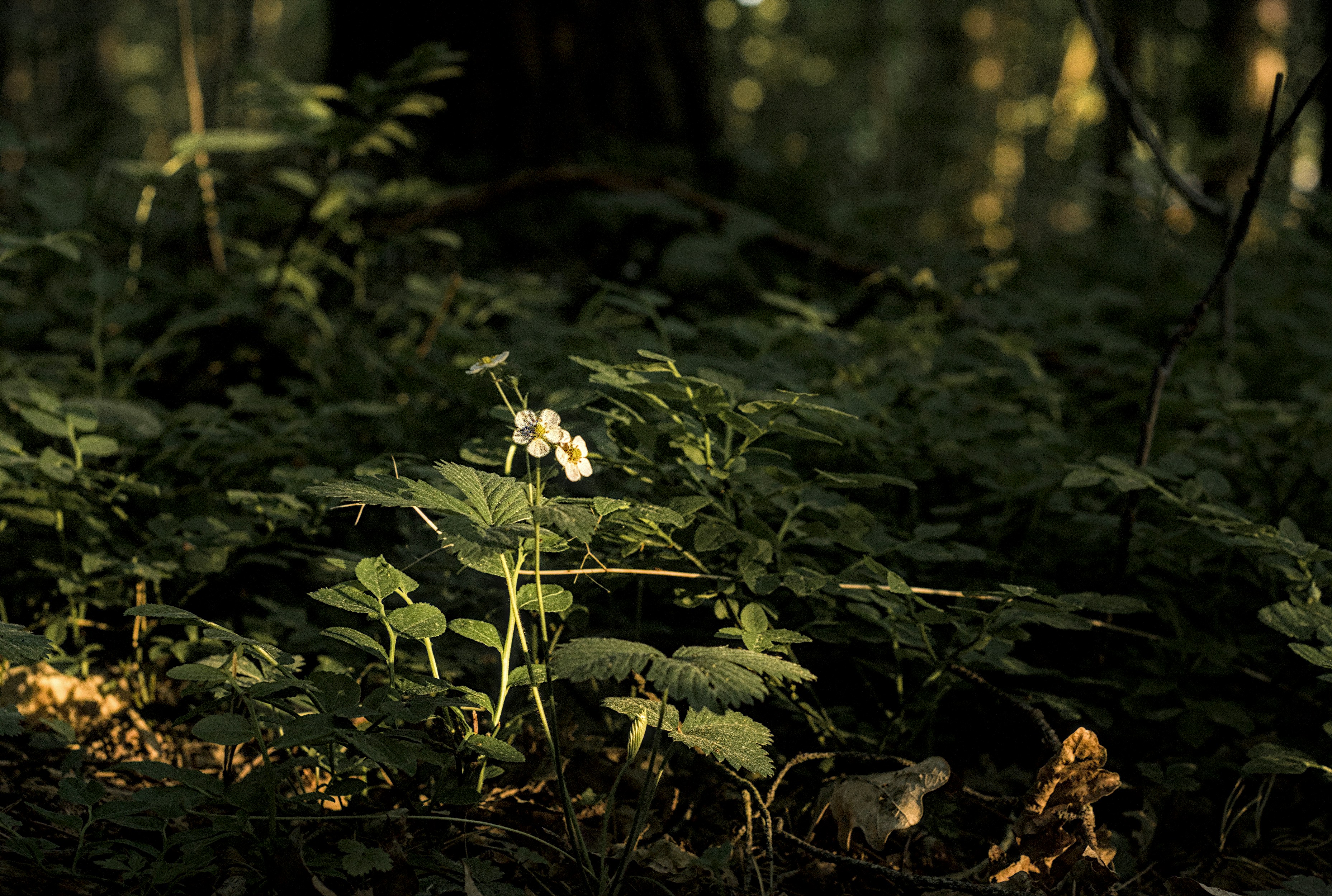A cinematic, close-up shot of a delicate wild strawberry plant blooming on a dark forest floor. A single, dramatic beam of golden afternoon sunlight illuminates the white petals and green leaves, cutting through the deep, moody shadows of the surrounding woodland undergrowth.
