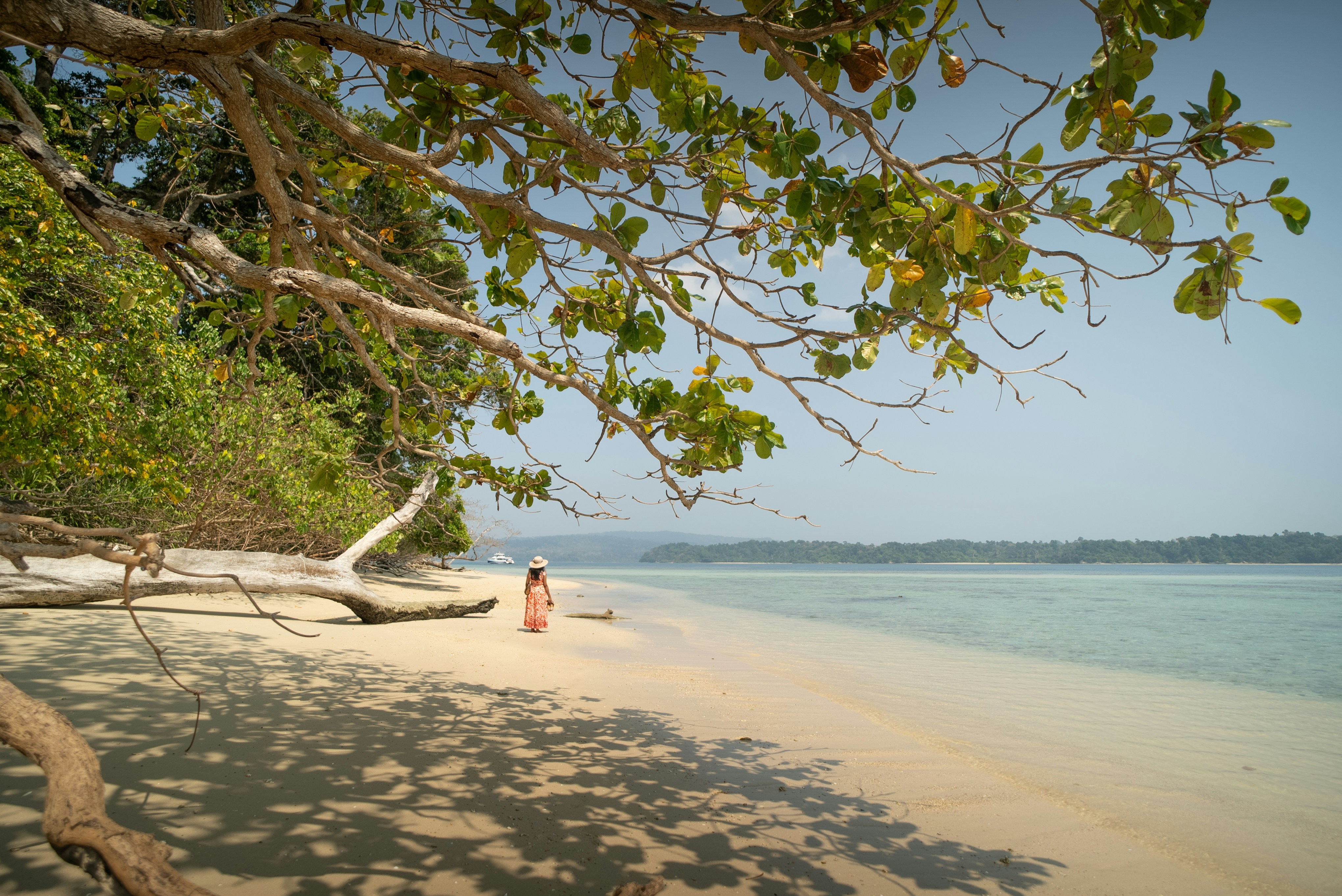 A person strolls on a tropical beach under trees.