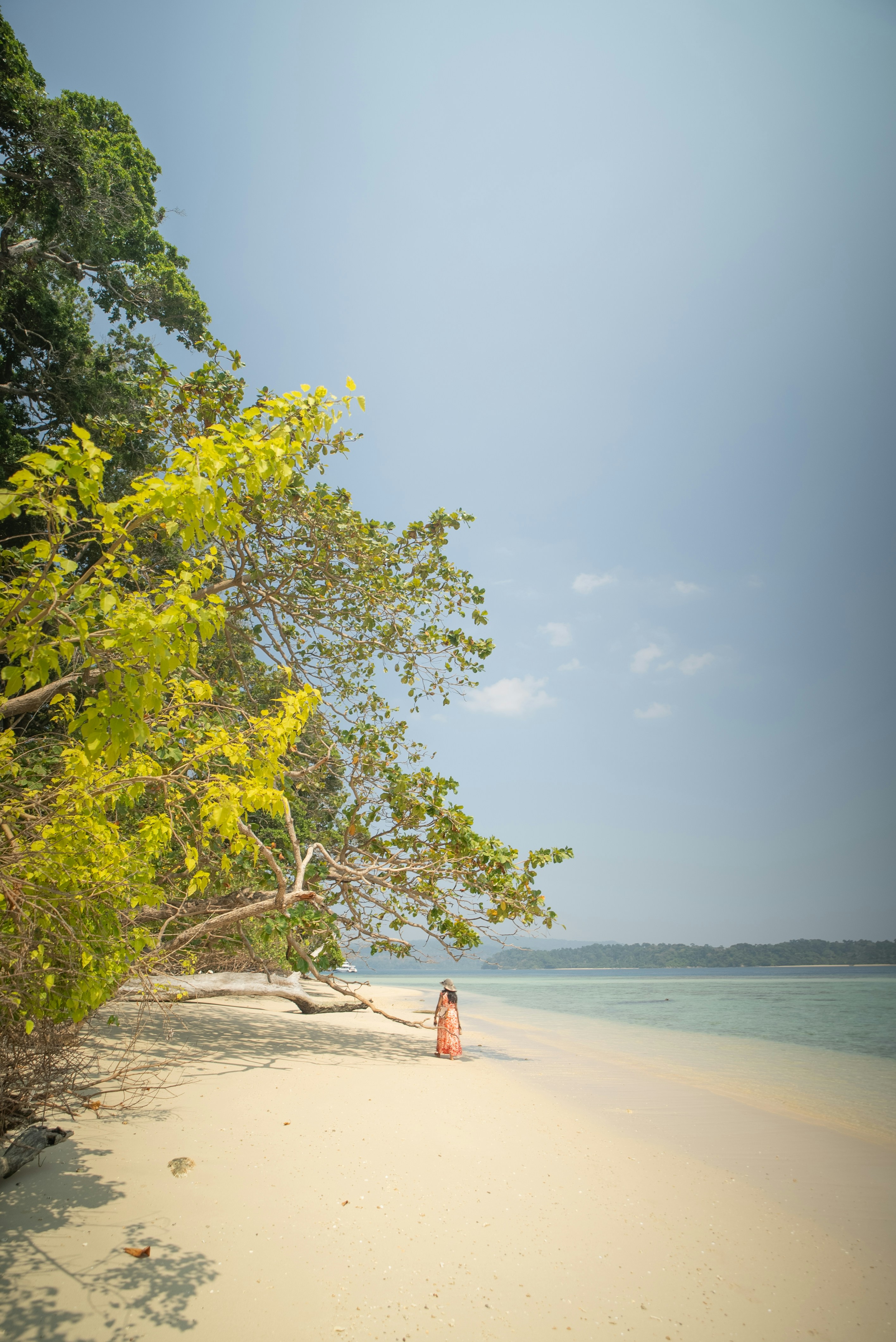 Sunlit Beach Edge: A Lone Figure by Whispering Palms