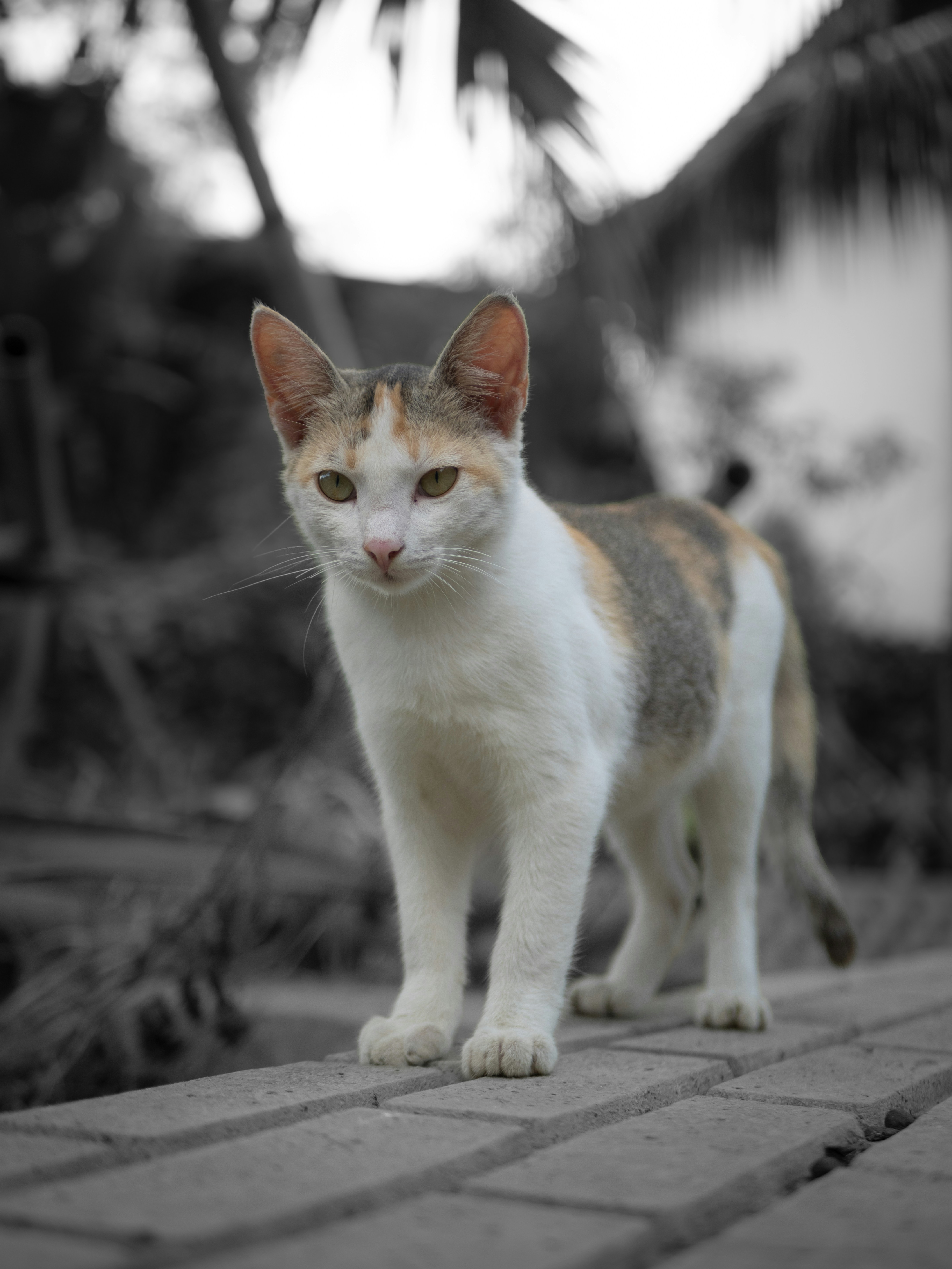 Calm Stance of a Calico Cat on a Brick Path