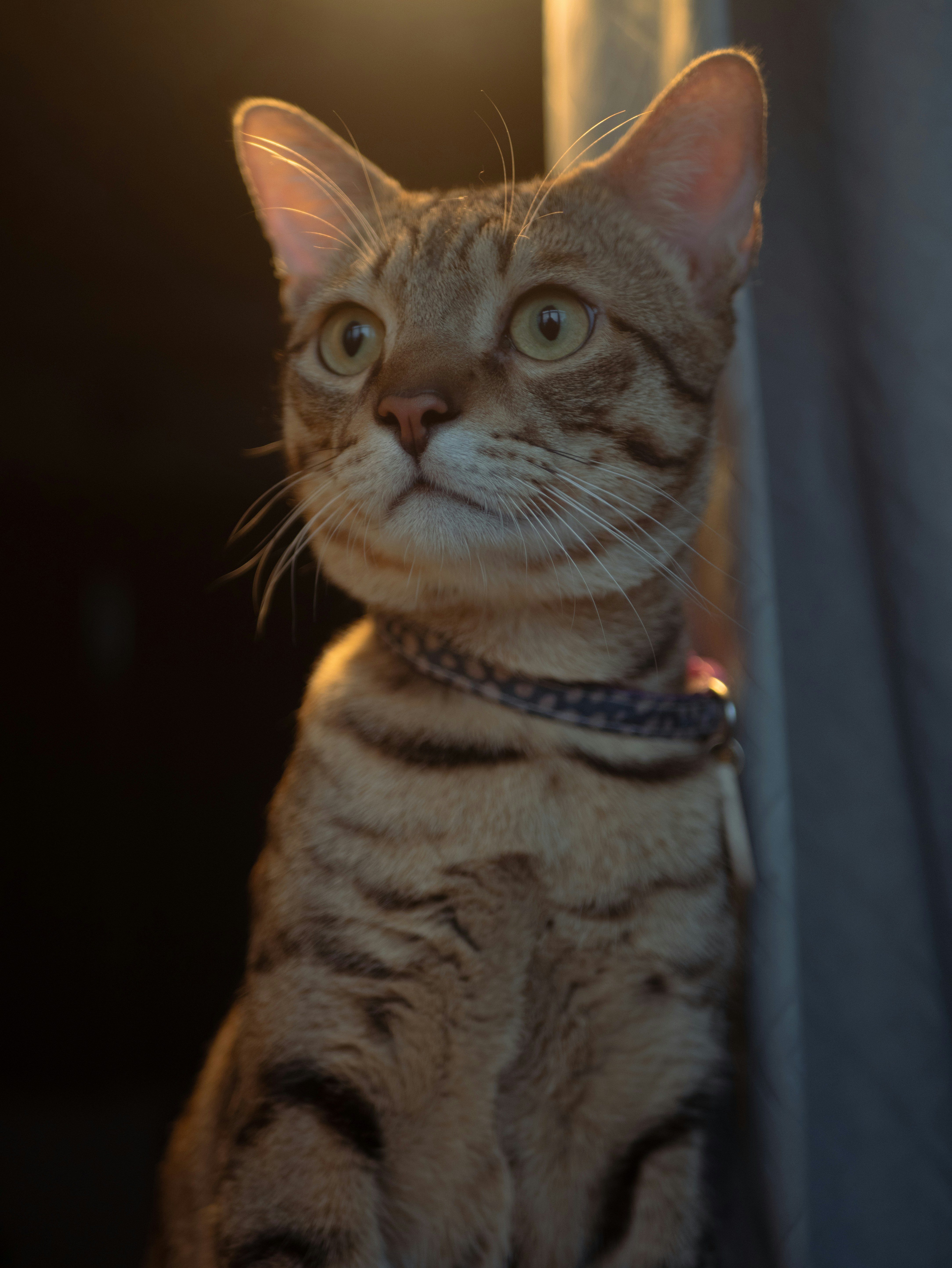 A tabby cat looking up with warm light.