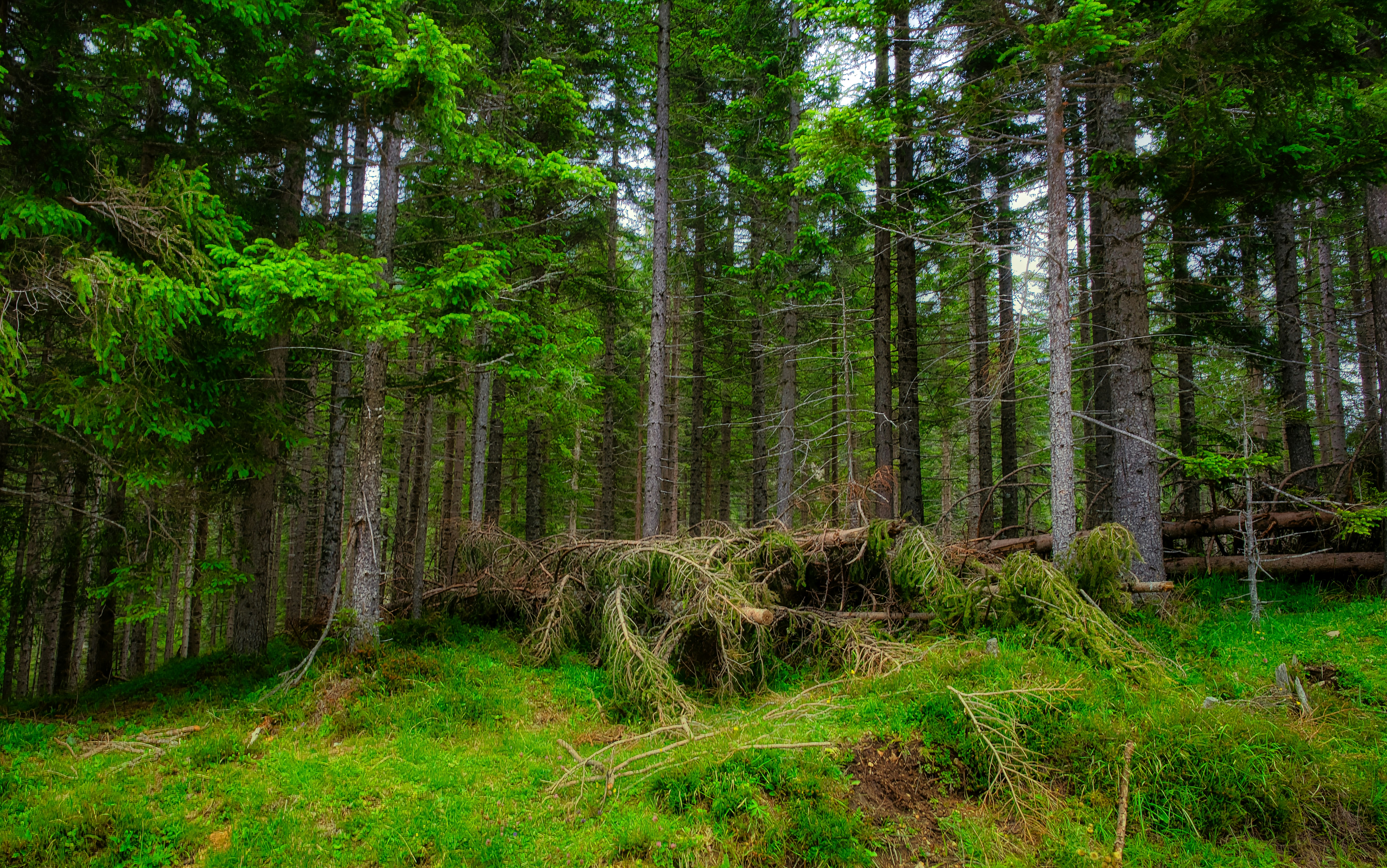 Forest Crest: Sunlit Roots and Evergreen Echoes